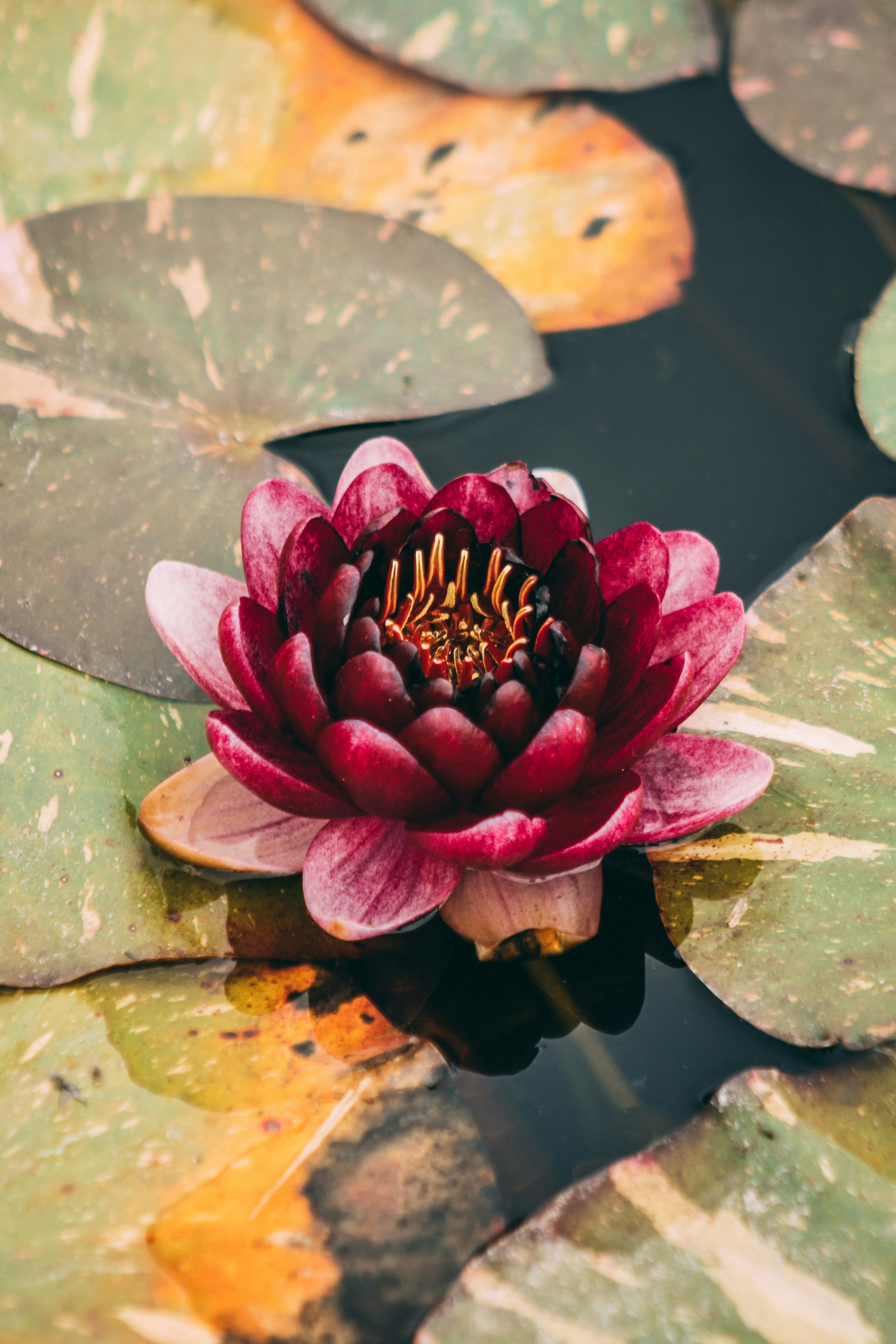 Centre Stage Bloom: A Magenta Water Lily Emerges from Quiet Waters