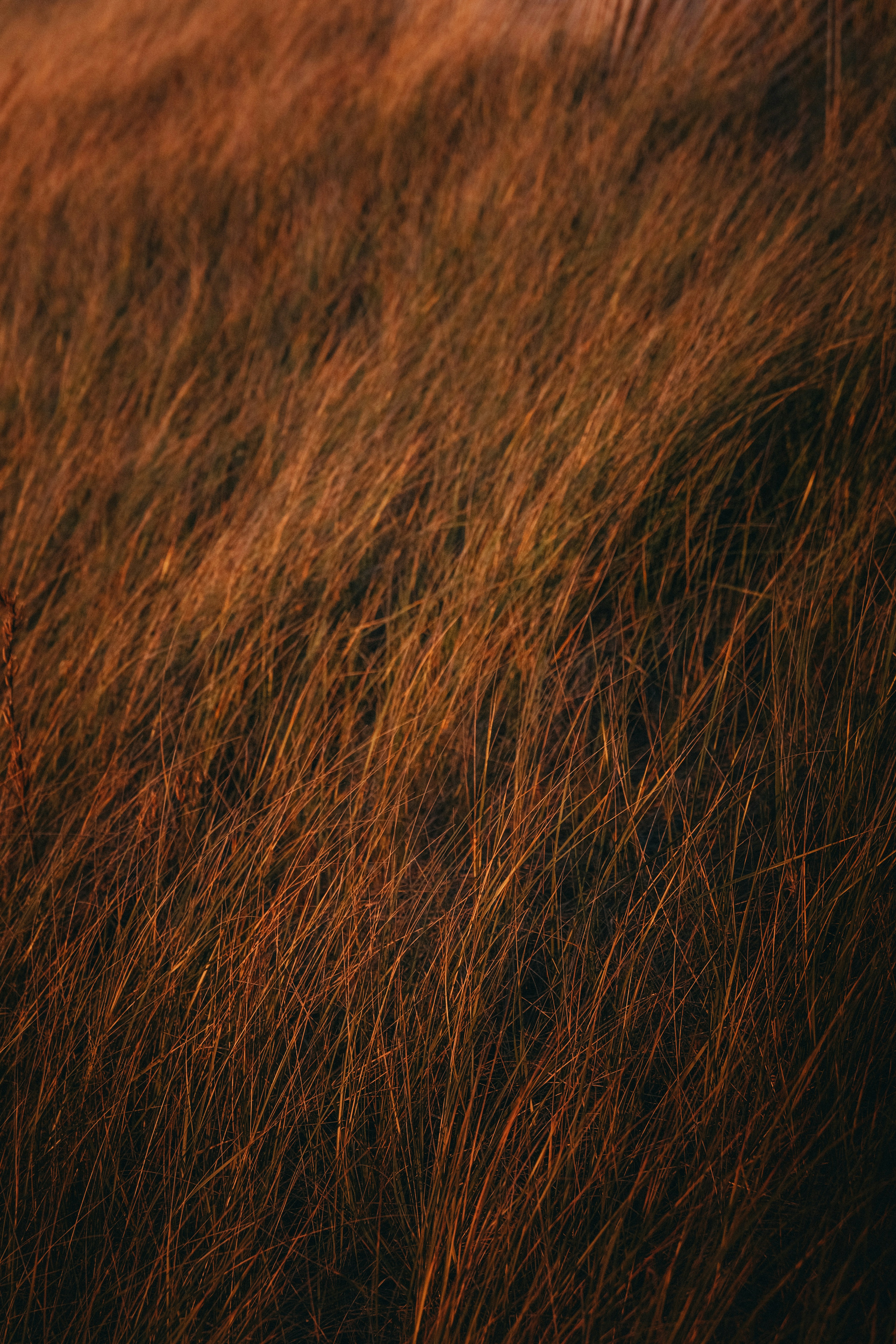 Grass 