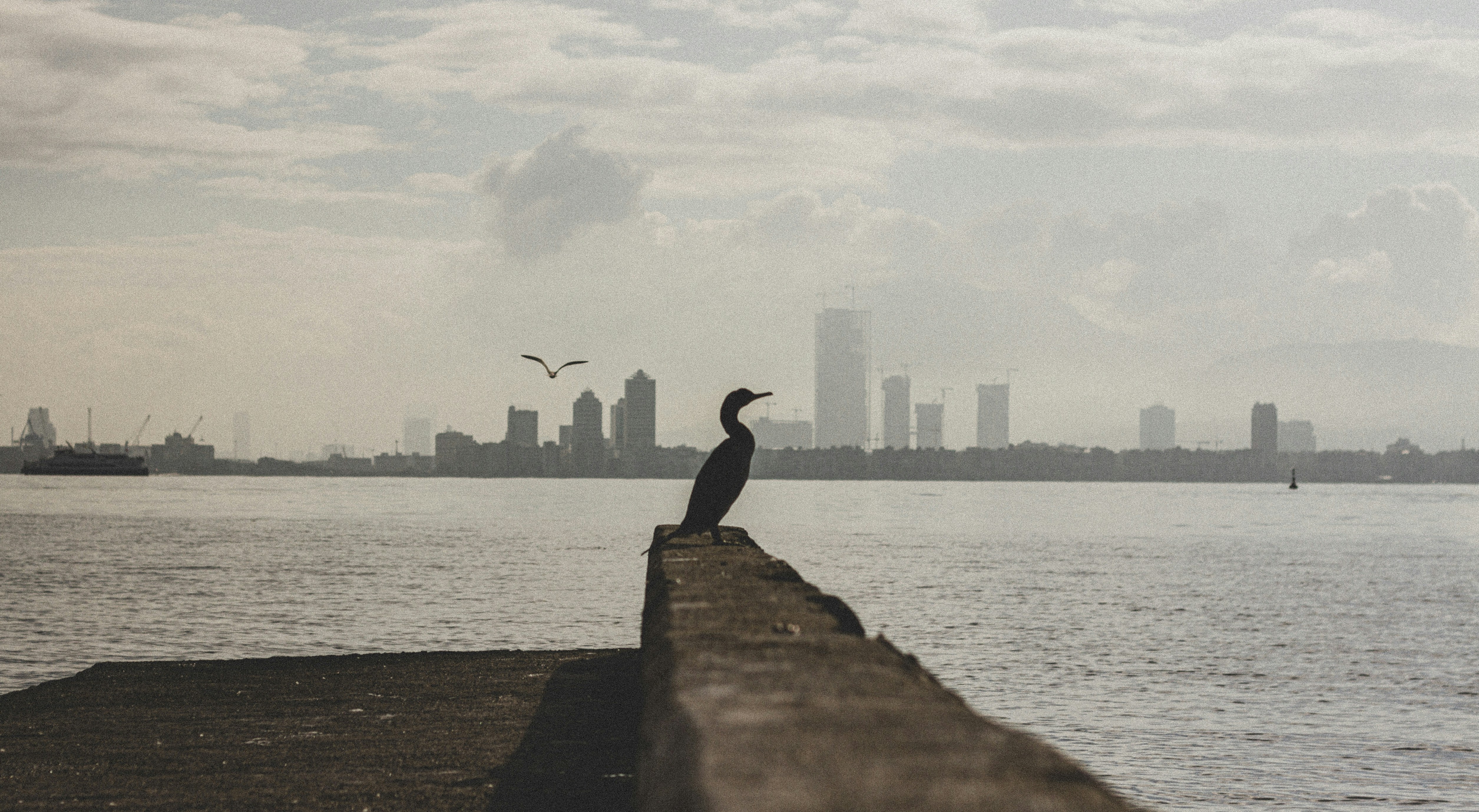Cormorant perched on a pier with a city skyline in the background, shrouded in soft fog. The tranquil waters reflect the muted colors of the scene.
