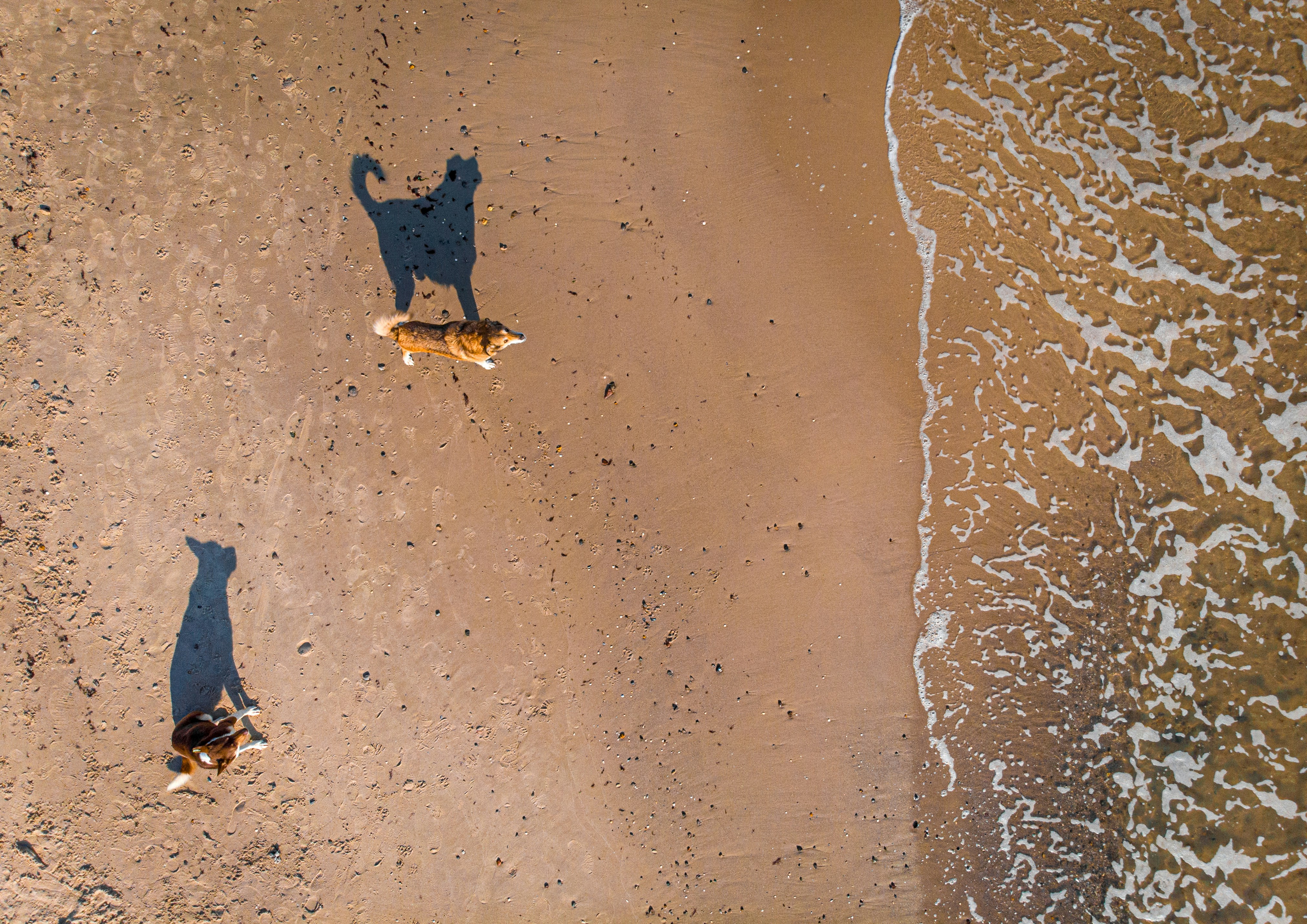 Two dogs play along the shoreline, casting long shadows on the wet sand as waves gently lap at the beach. 