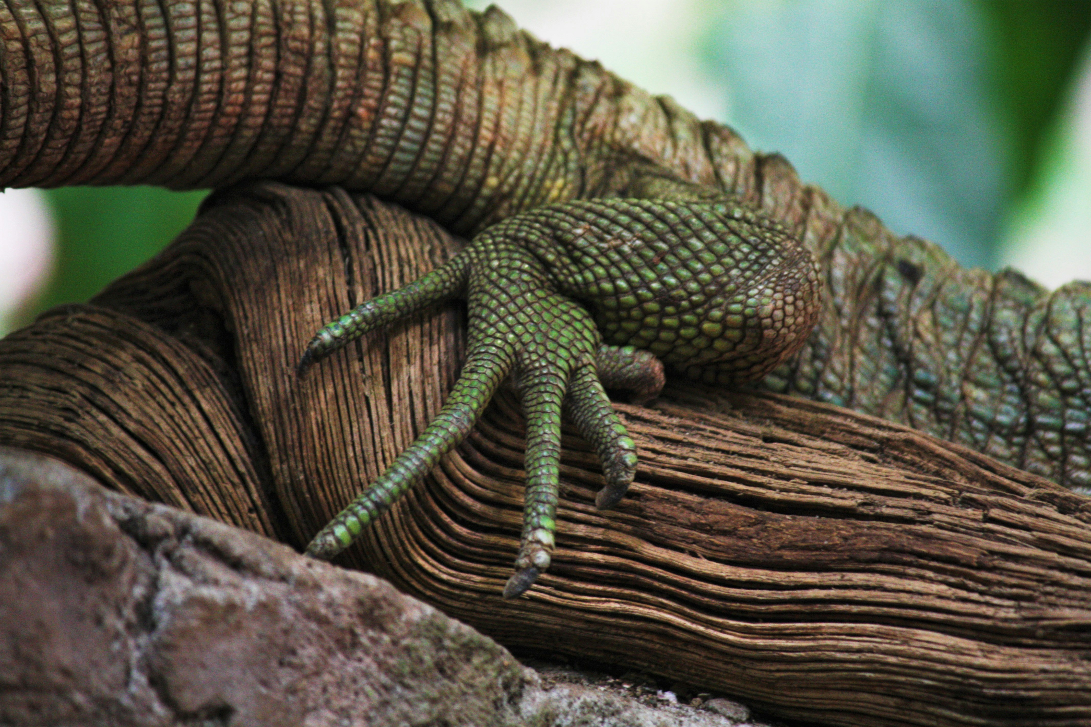 Close-up of a green lizard's foot gripping a textured branch, showcasing its unique adaptation to the environment.