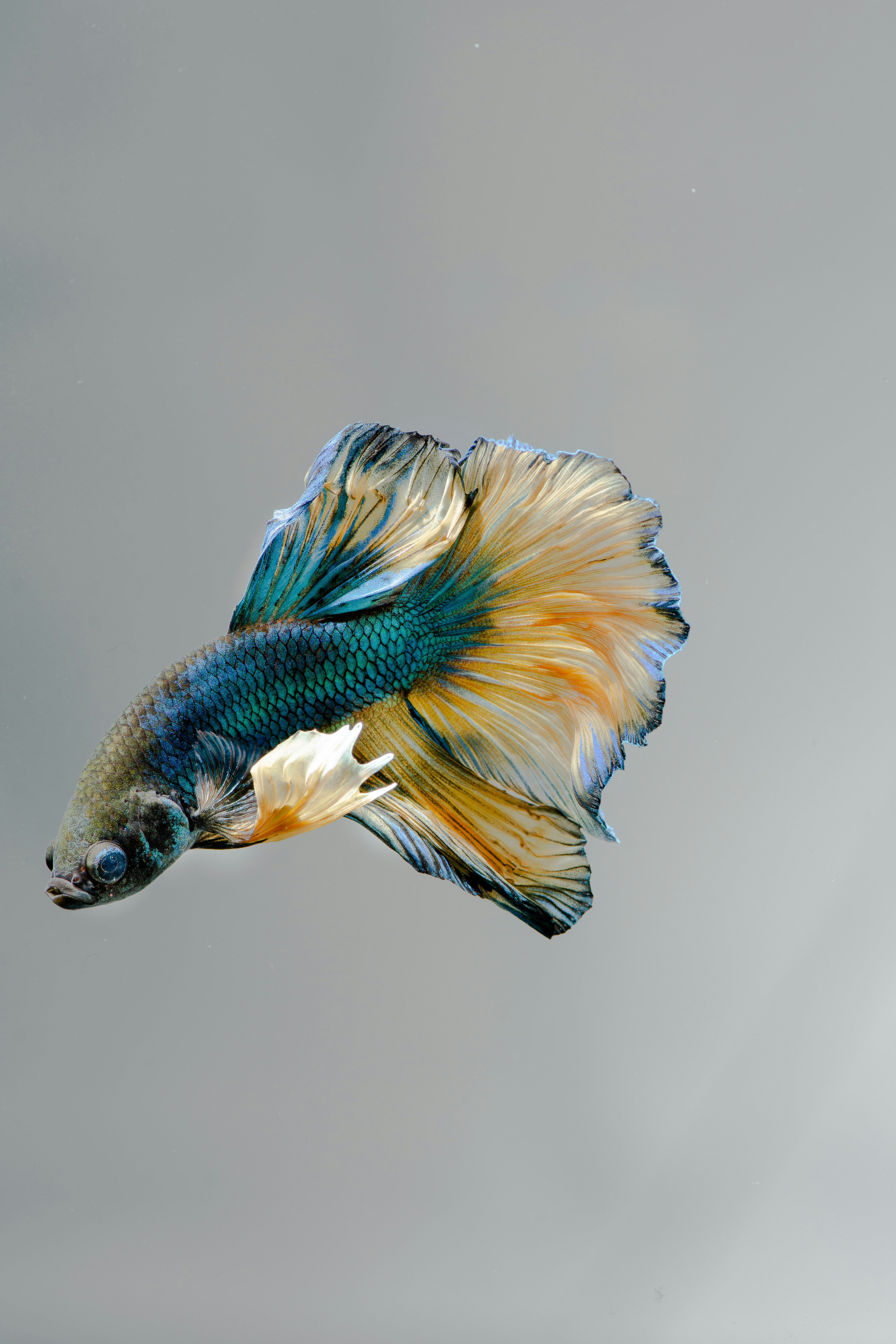 A blue and yellow fish floating in the air photo – Free Animal Image on ...