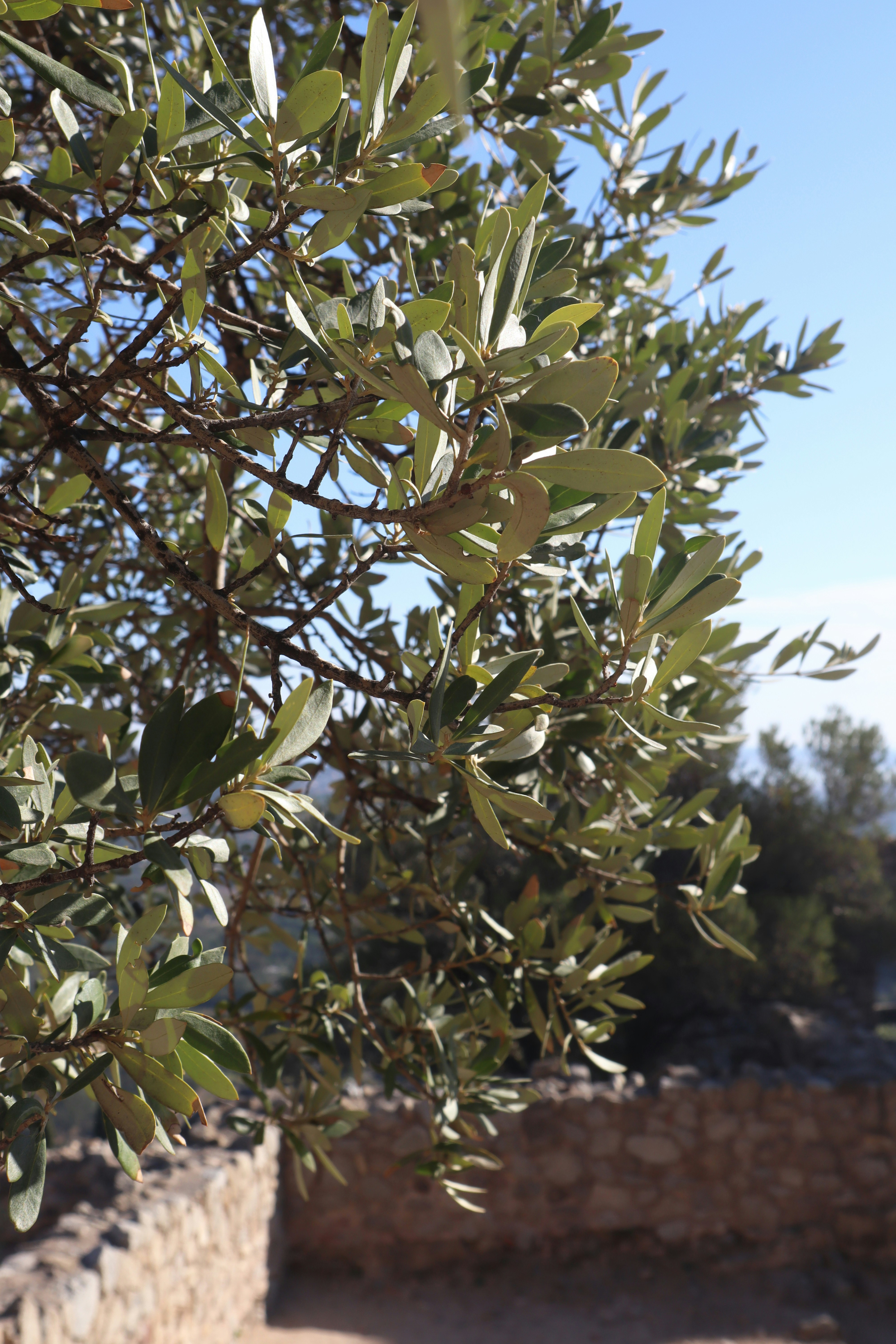 A close up of a tree near a stone wall photo – Free Olive tree Image on ...