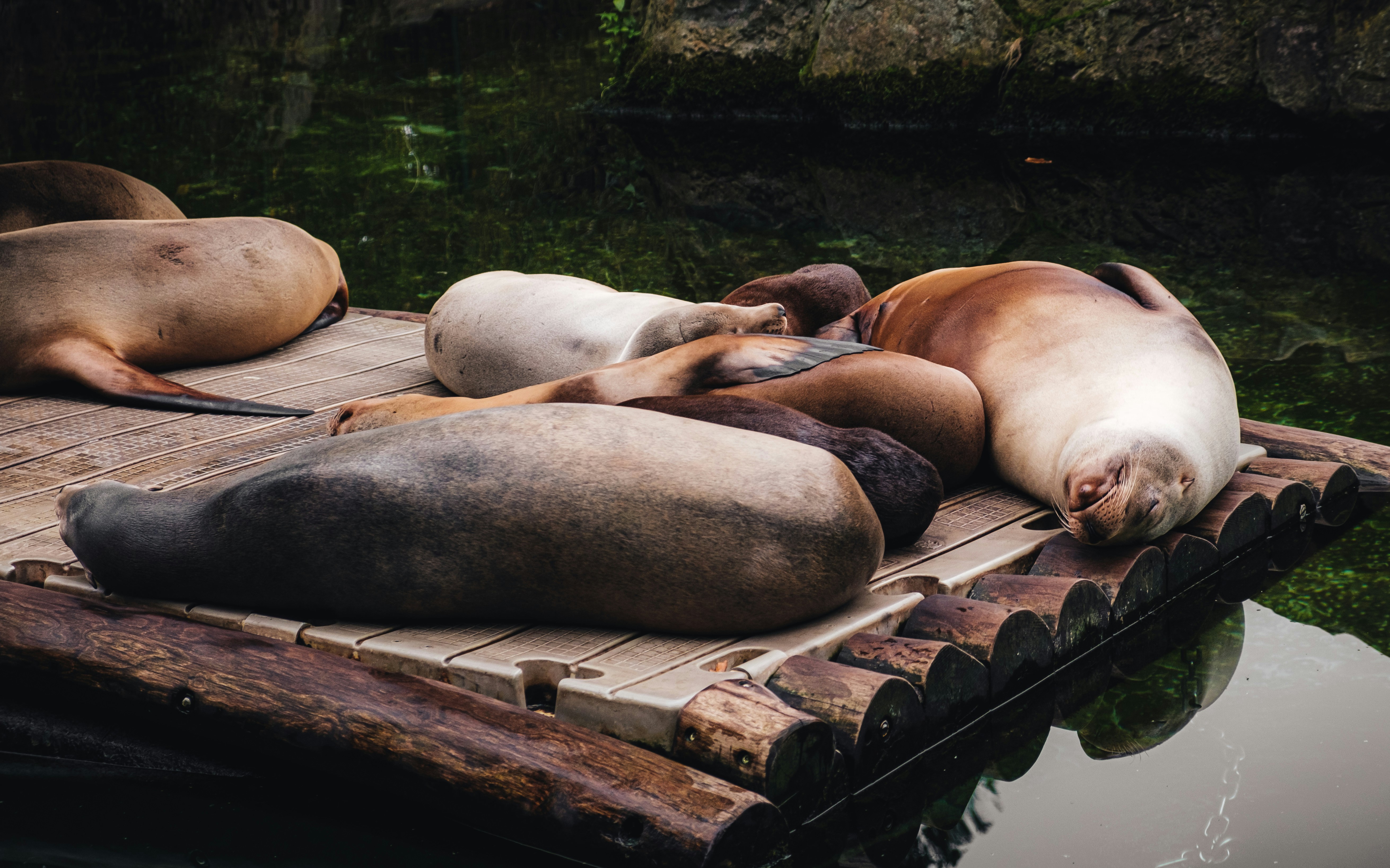 Dockside Slumber: Seals Nap on a Weathered Raft