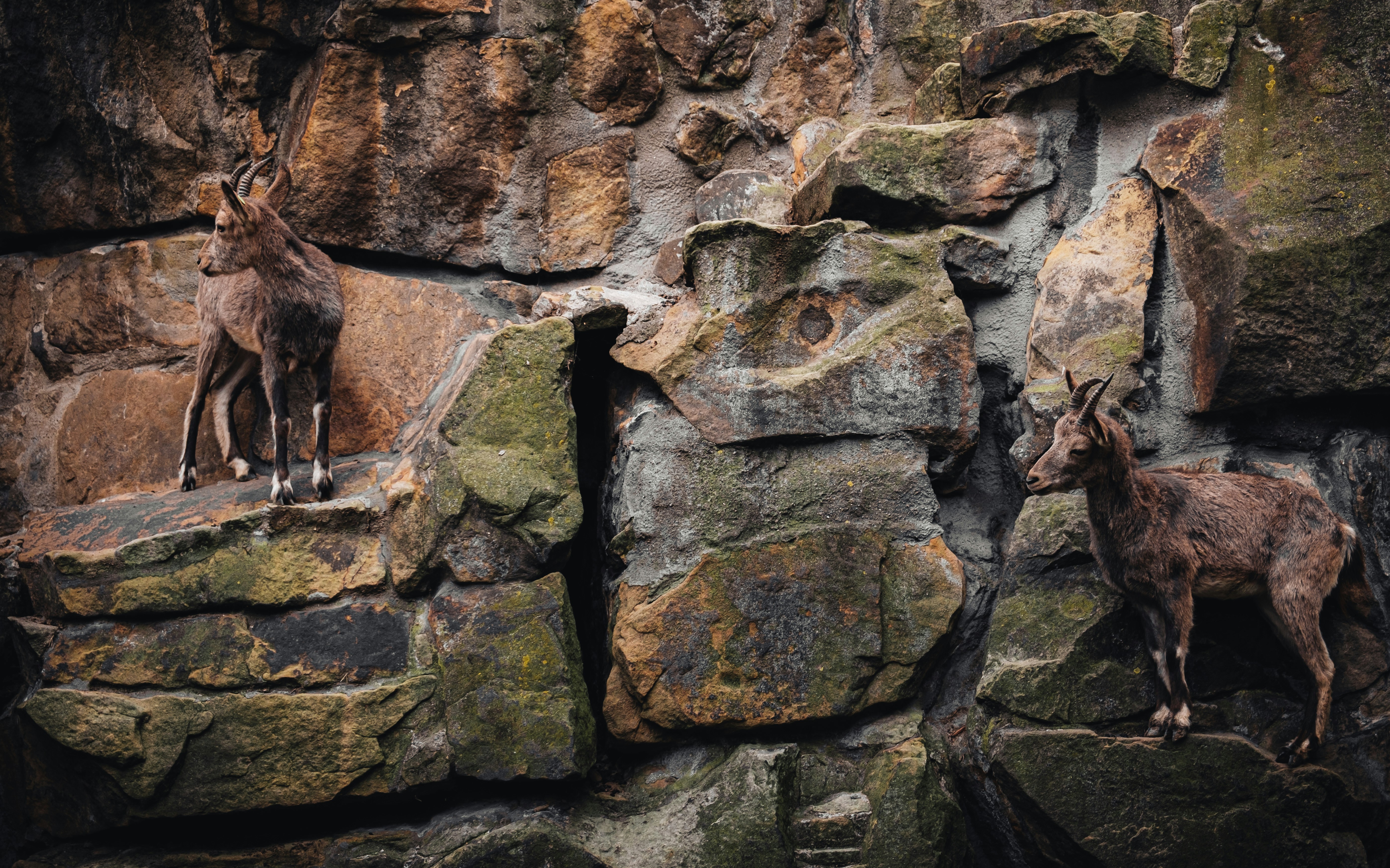 A couple of animals that are standing on some rocks photo – Free Rock ...