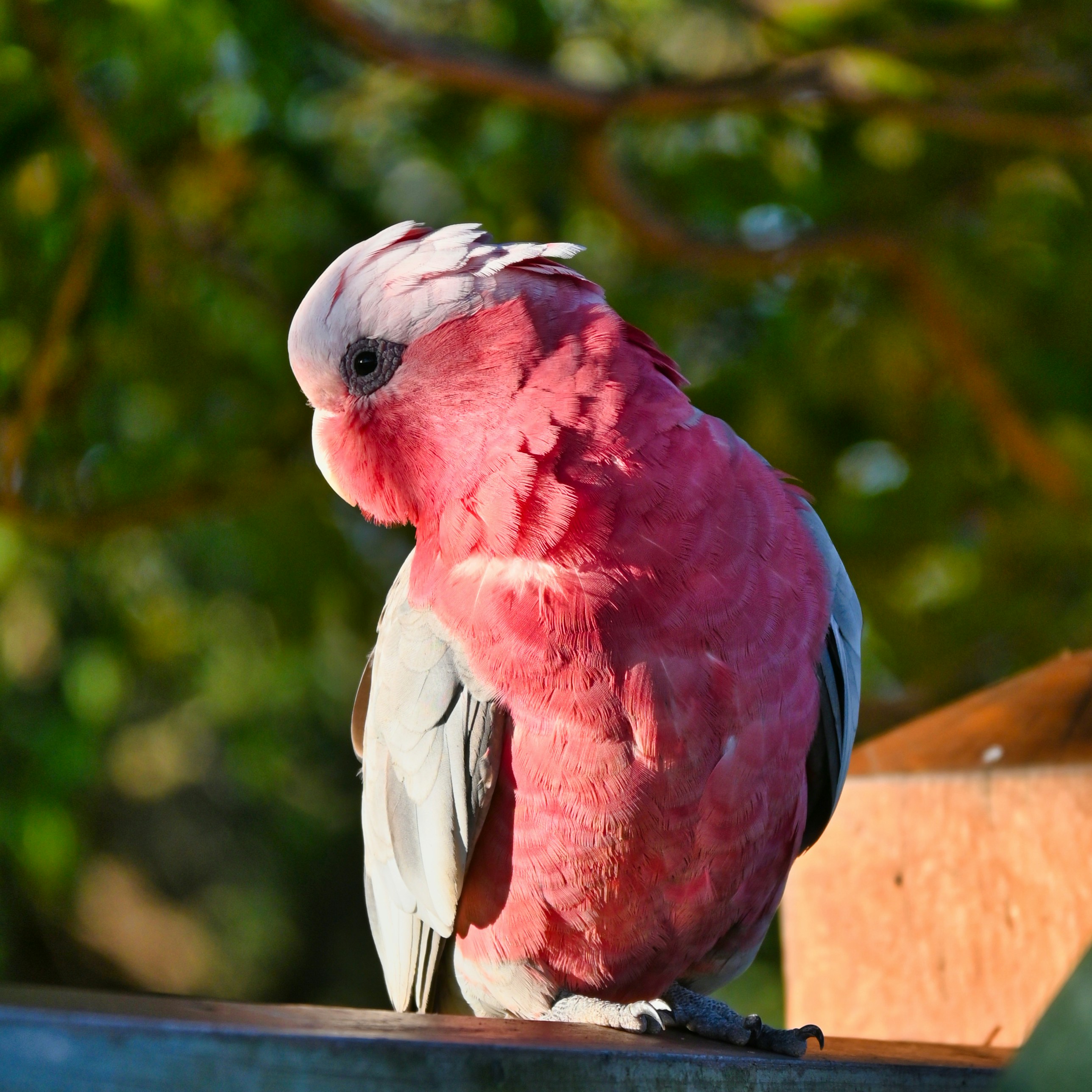 Galah perched quietly on a wooden surface, showcasing its vibrant pink and grey plumage against a lush green backdrop.