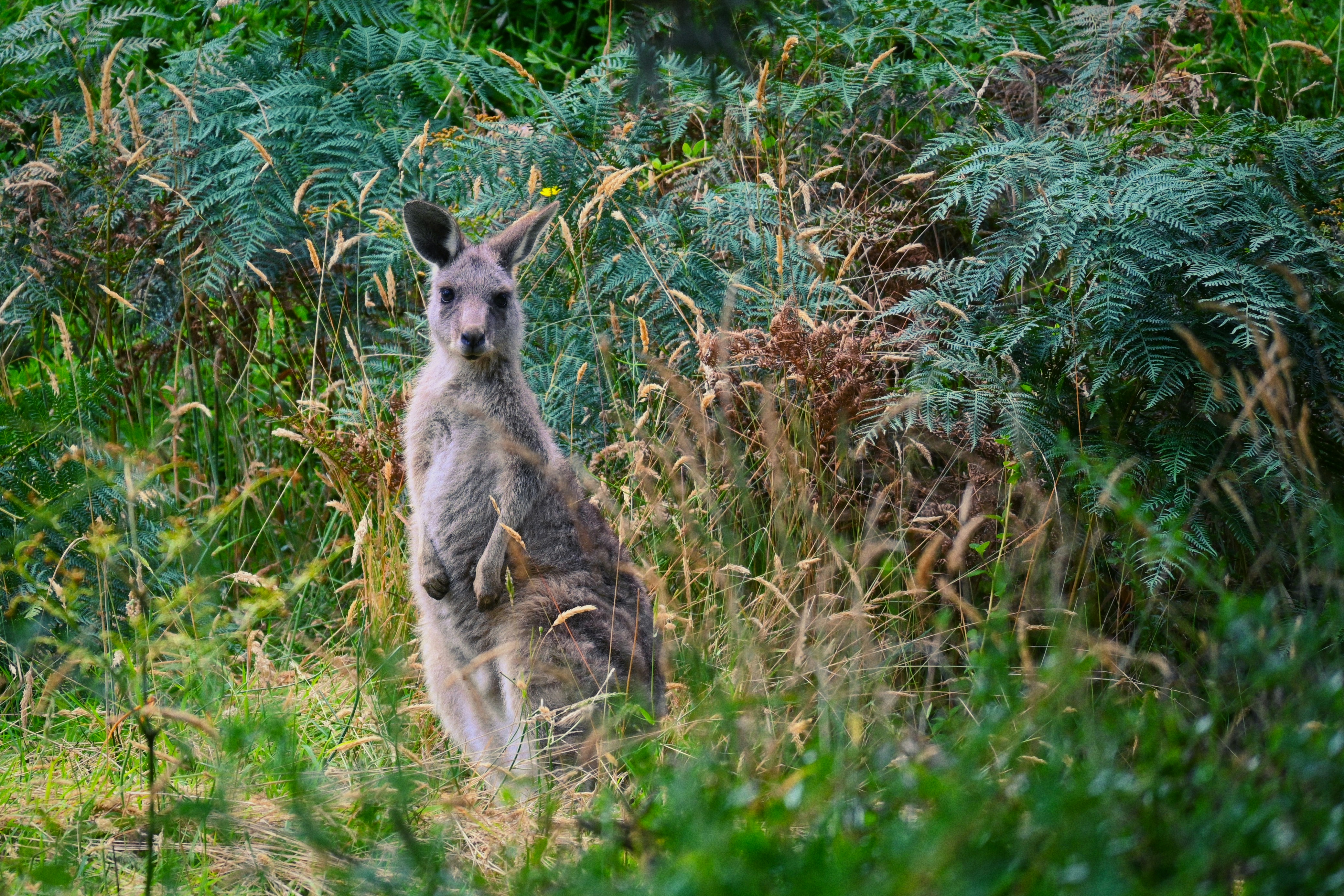A kangaroo stands alert amidst lush greenery and tall grasses, showcasing its natural habitat. The scene captures the essence of wildlife in Australia.