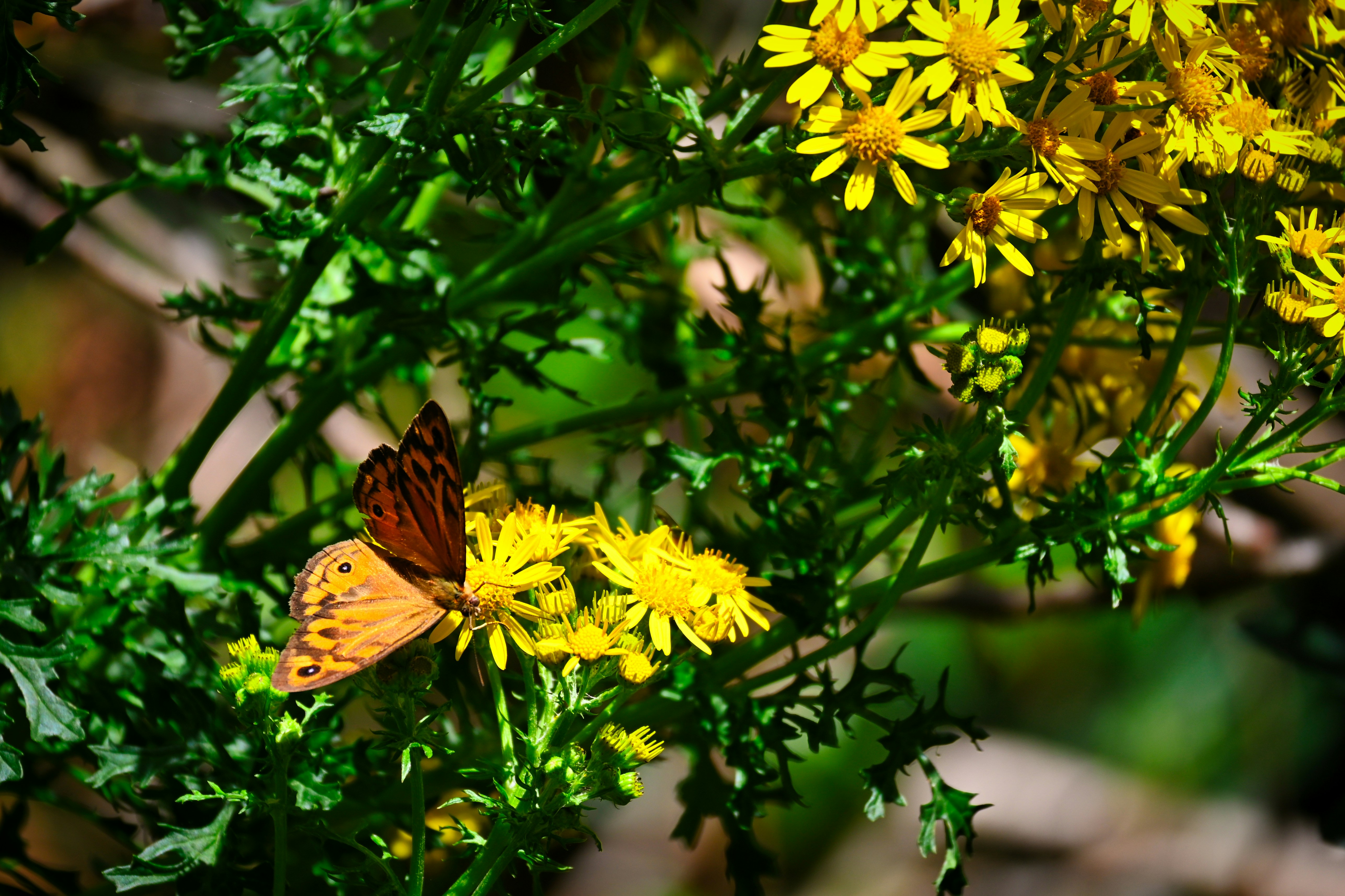 Amber butterfly on sunlit yellow blossoms amid emerald foliage