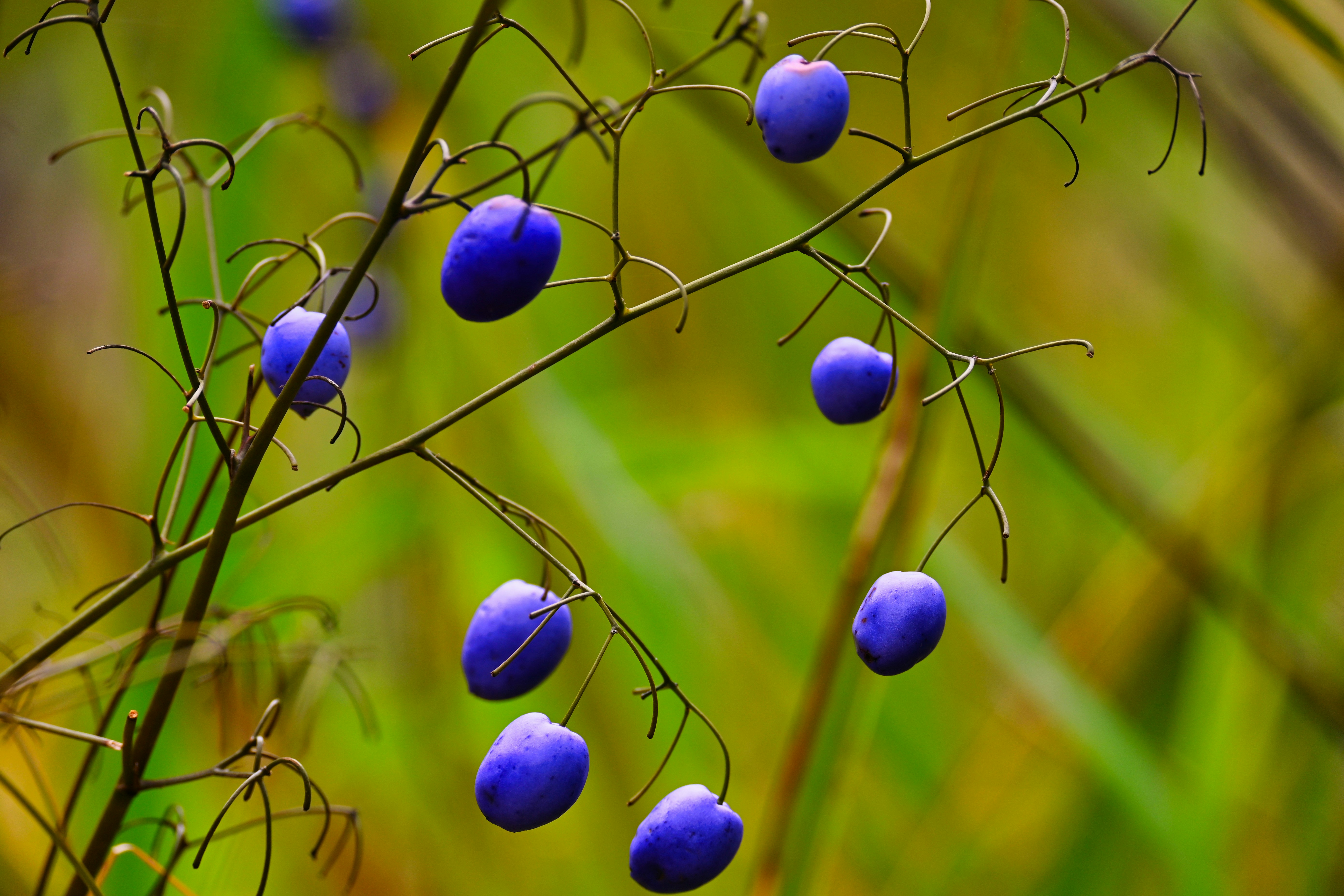 Azure Orbs on Delicate Tendrils: a Quiet Autumn Moment in the Green Understory
