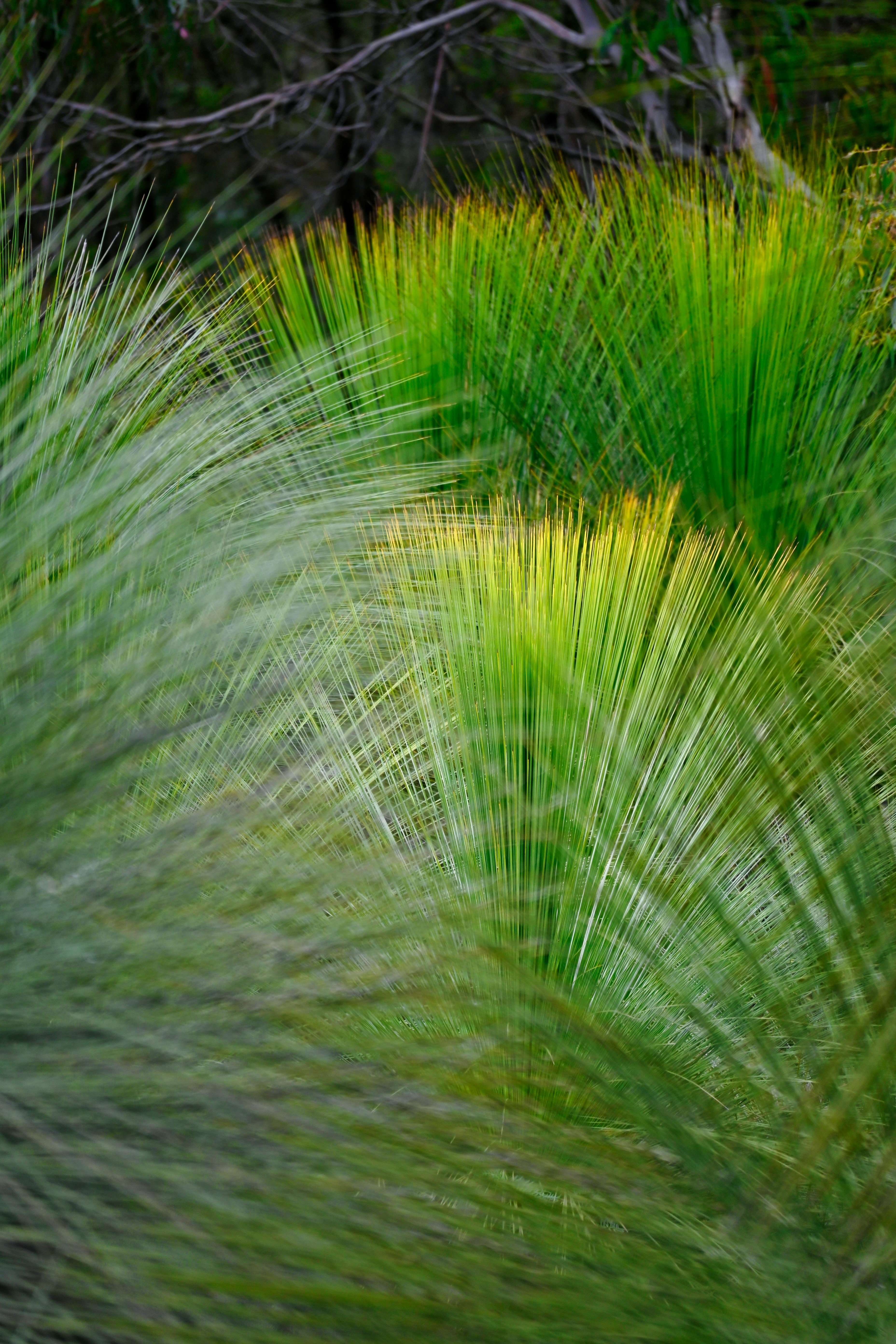Grass Tree Pictures | Download Free Images on Unsplash