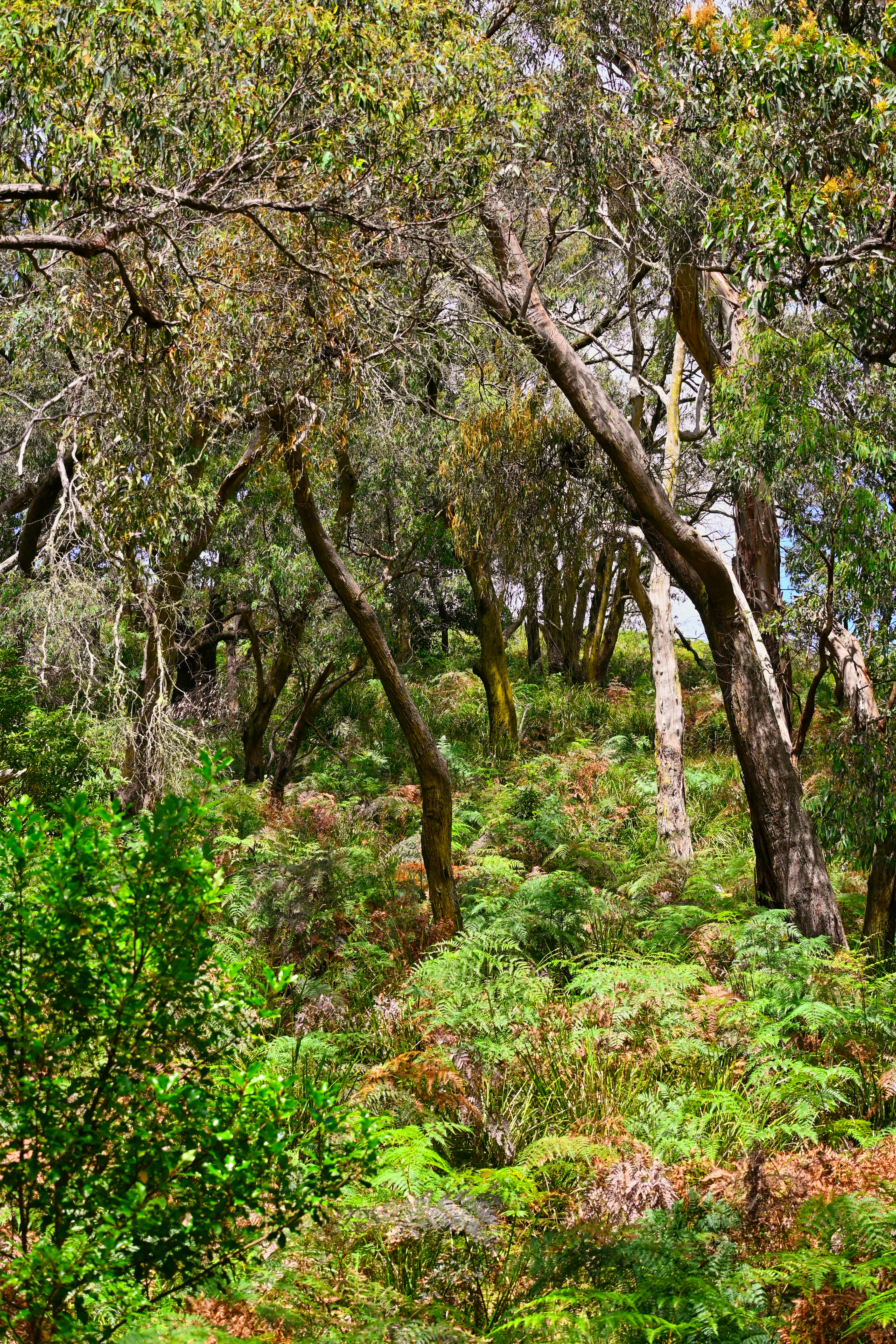 Dense forest with a mix of eucalyptus trees and ferns creating a vibrant green undergrowth.