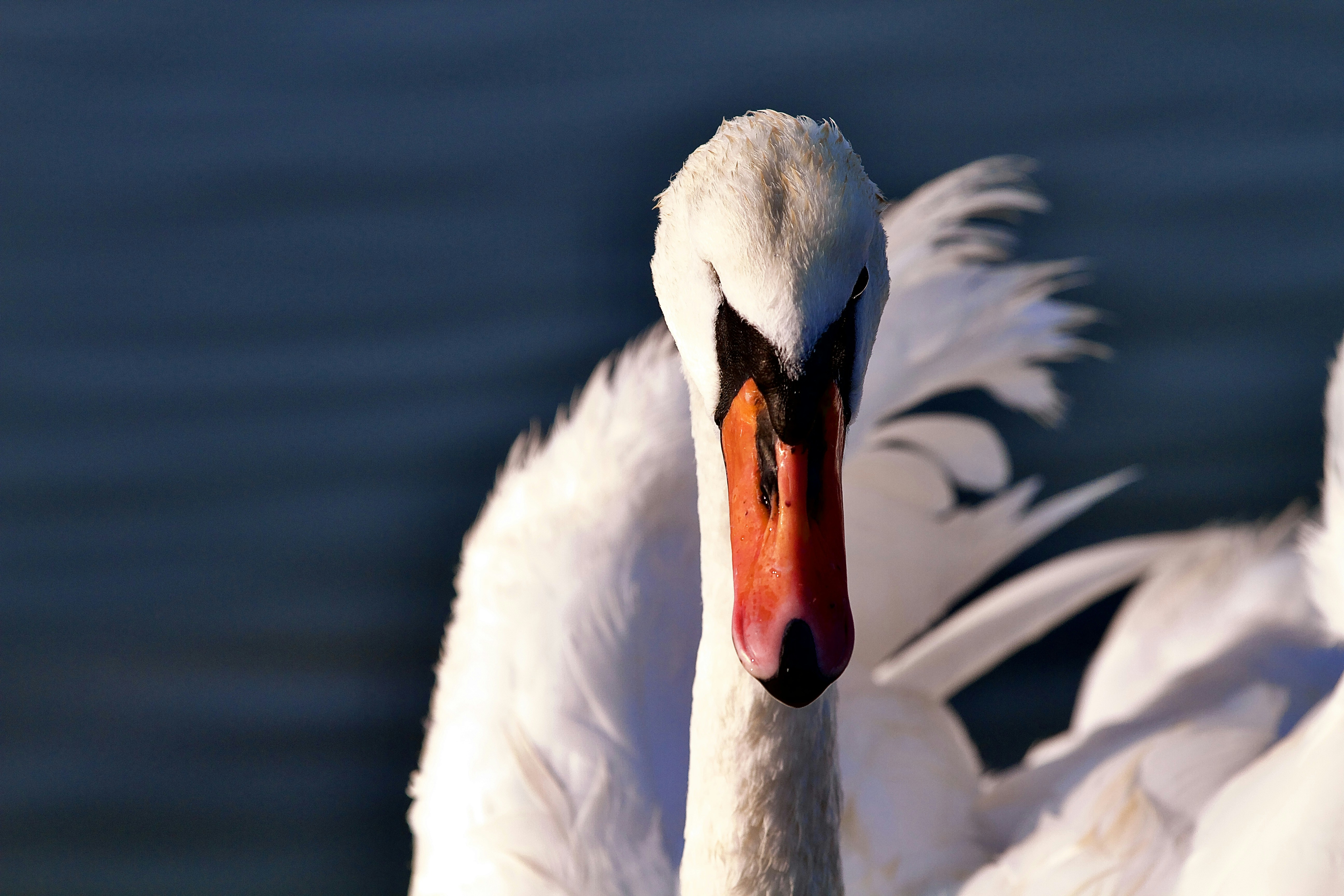 A close up of a swan near the water photo – Free Swan Image on Unsplash