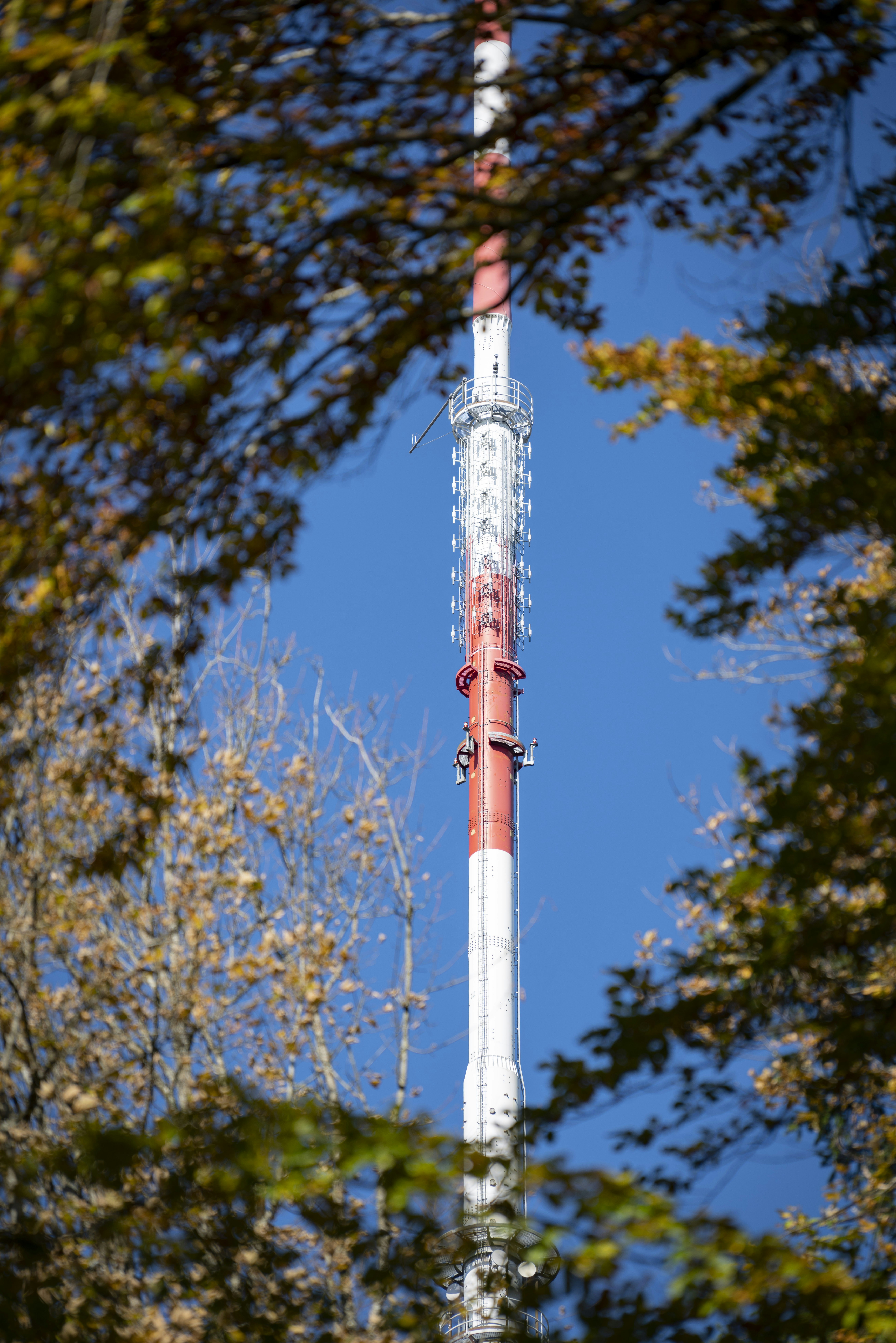 Crimson-White Mast Pierces the Autumn Canopy Against a Clear Blue Sky
