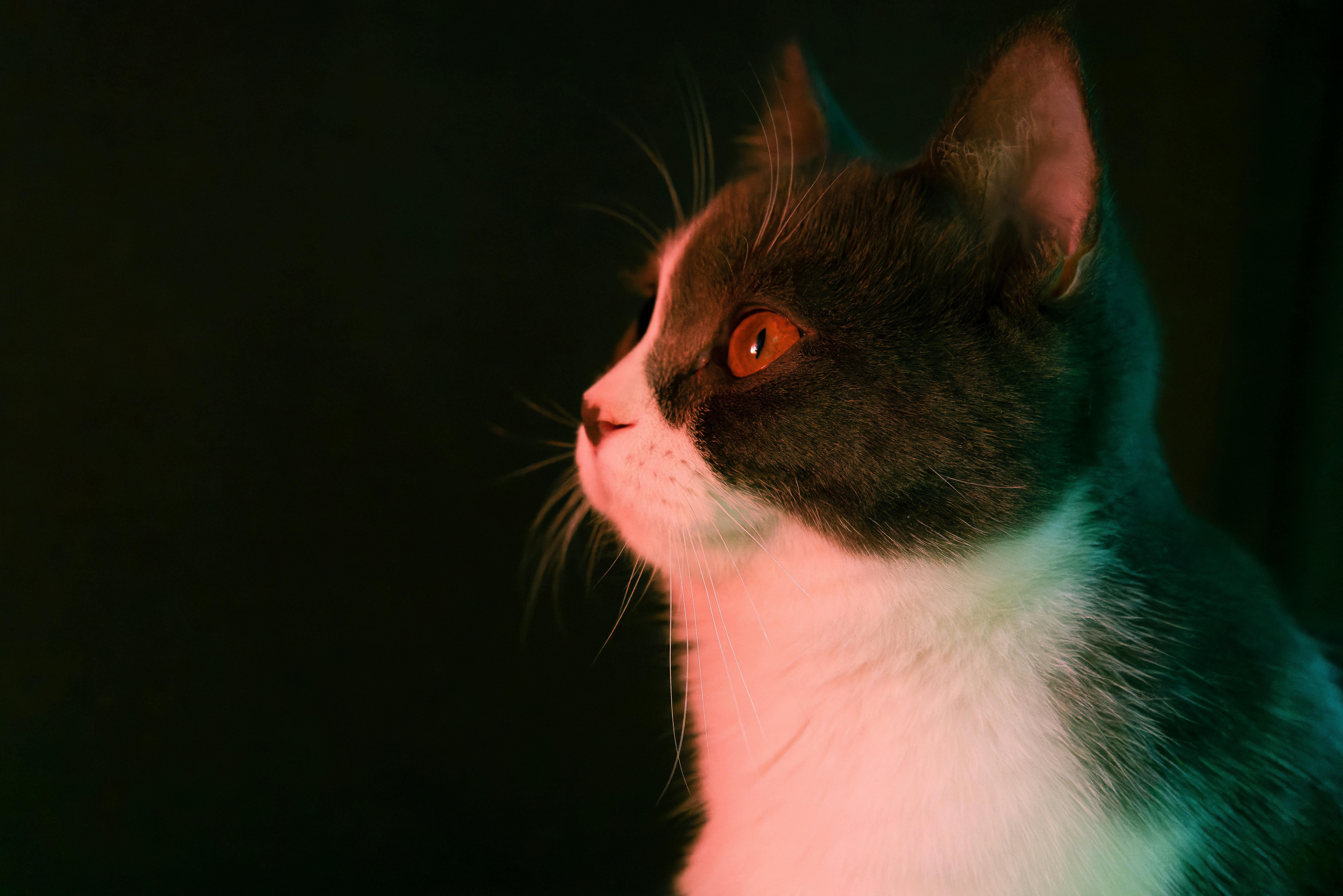 Glimmering Gaze in Teal and Ember: A Cat Portrait