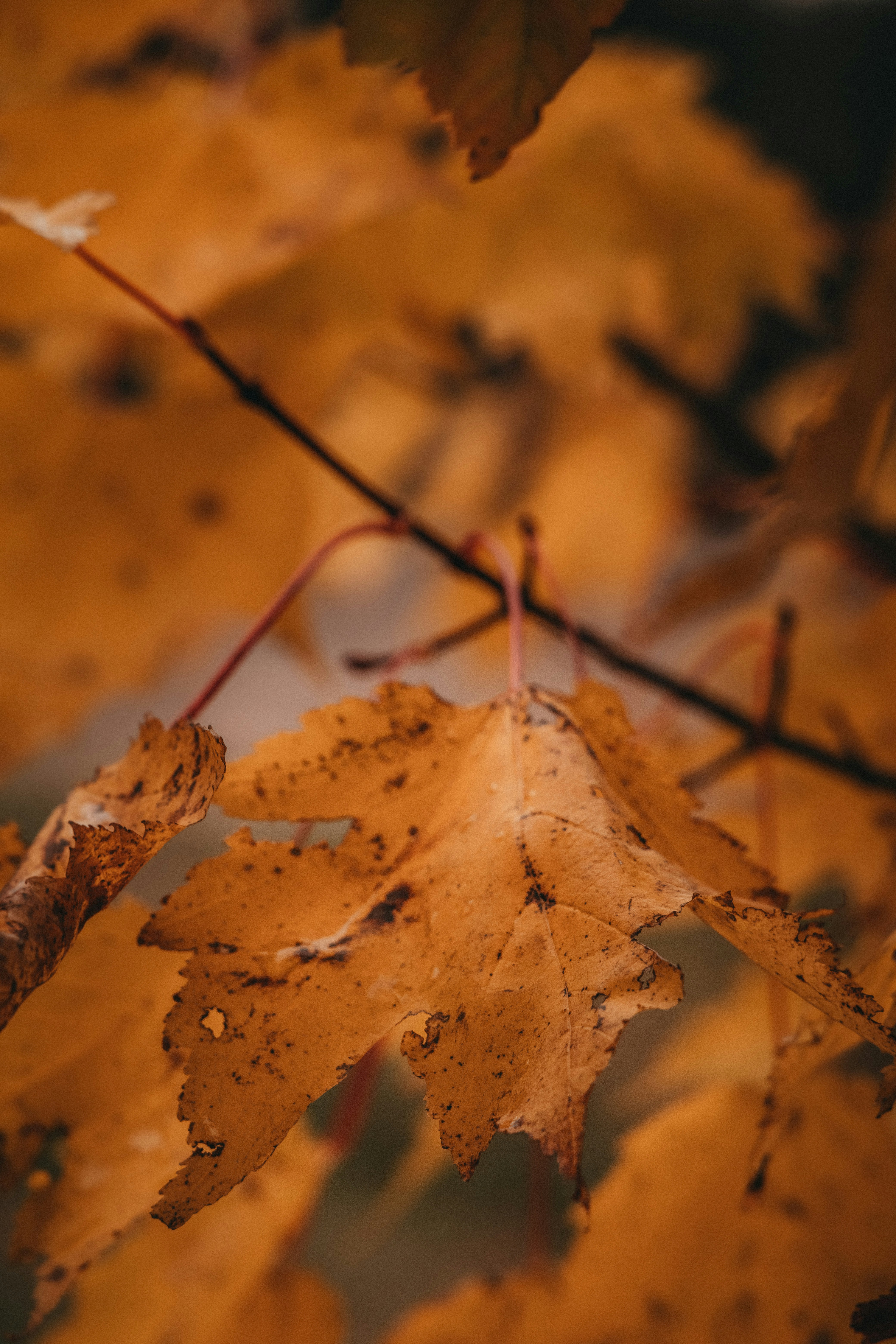 A close up of a leaf on a tree photo – Free Wallpaper Image on Unsplash
