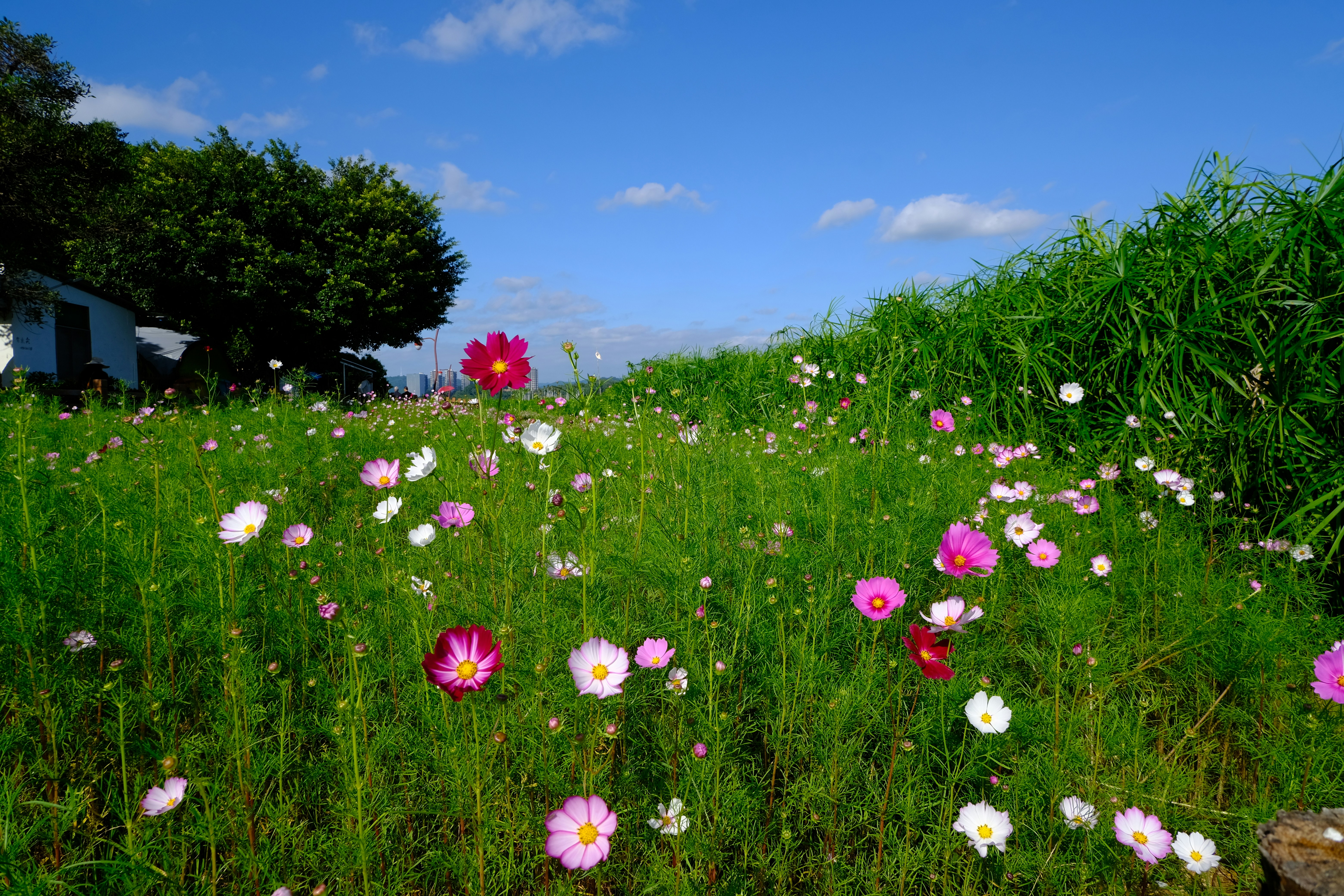 Un champ plein de fleurs roses et blanches photo – Photo Jardin ...