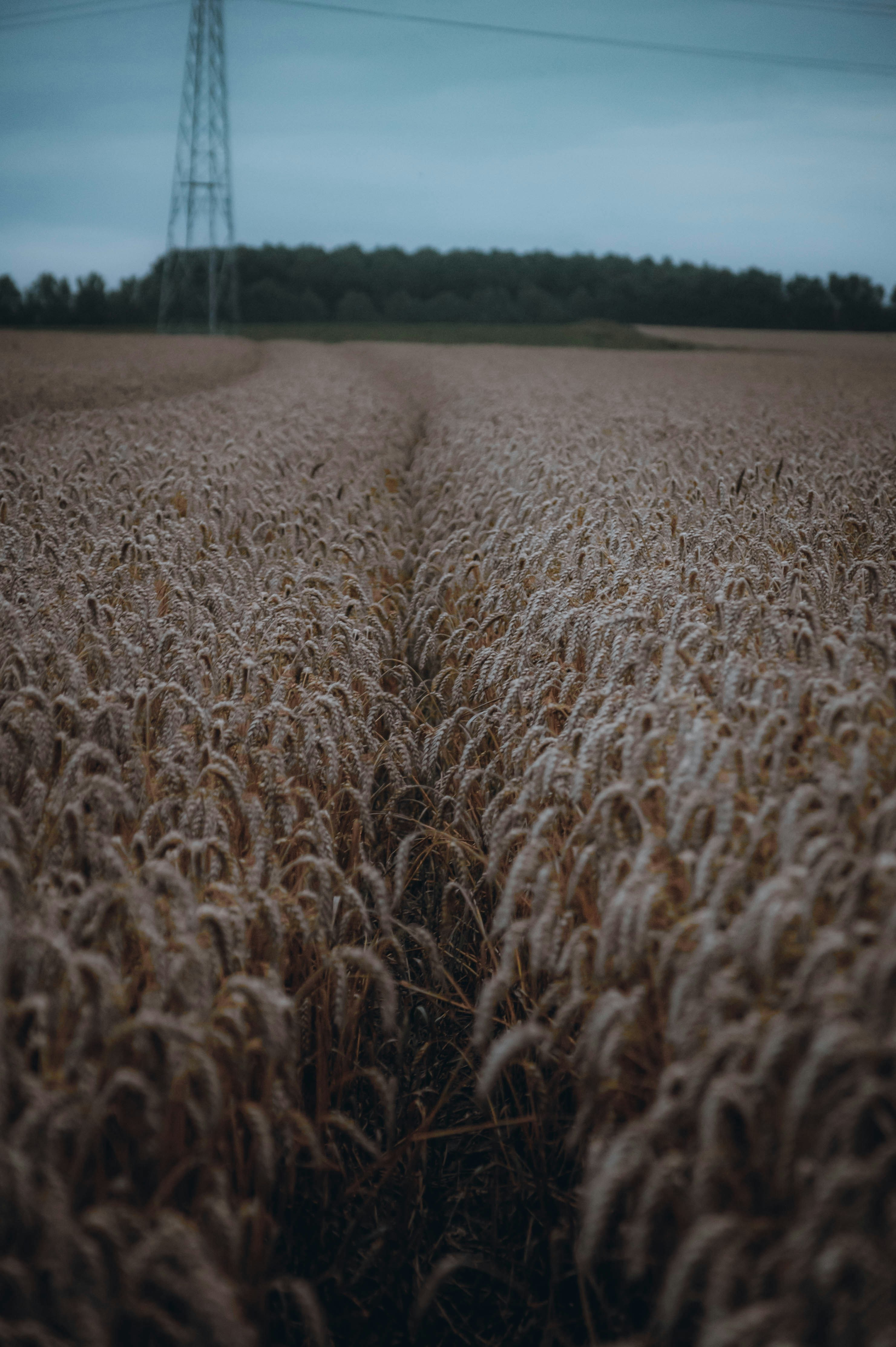 A field of wheat with a power line in the background photo – Free Moen ...