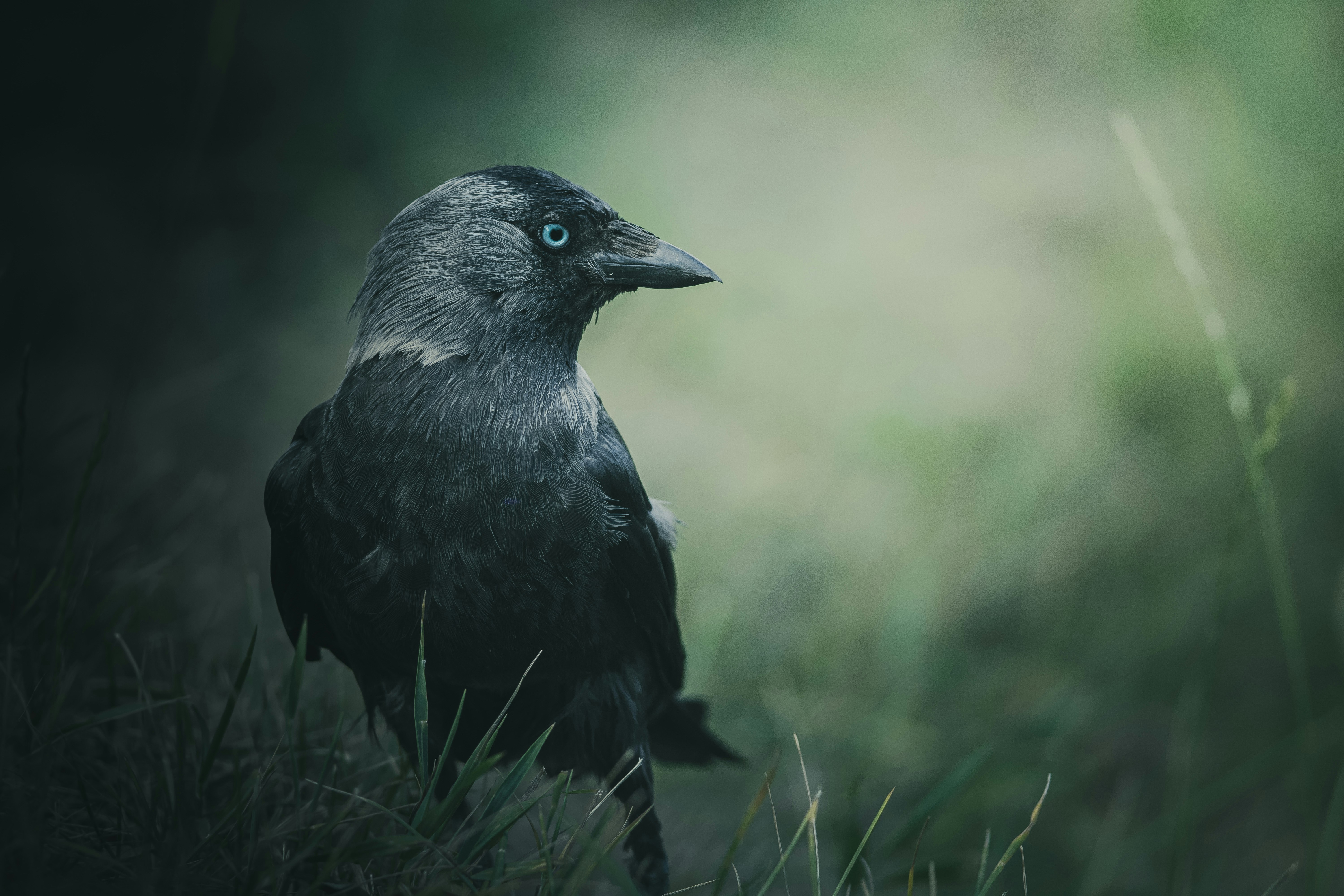 A dark-feathered bird stands alert in a grassy field, showcasing striking blue eyes against a blurred background.