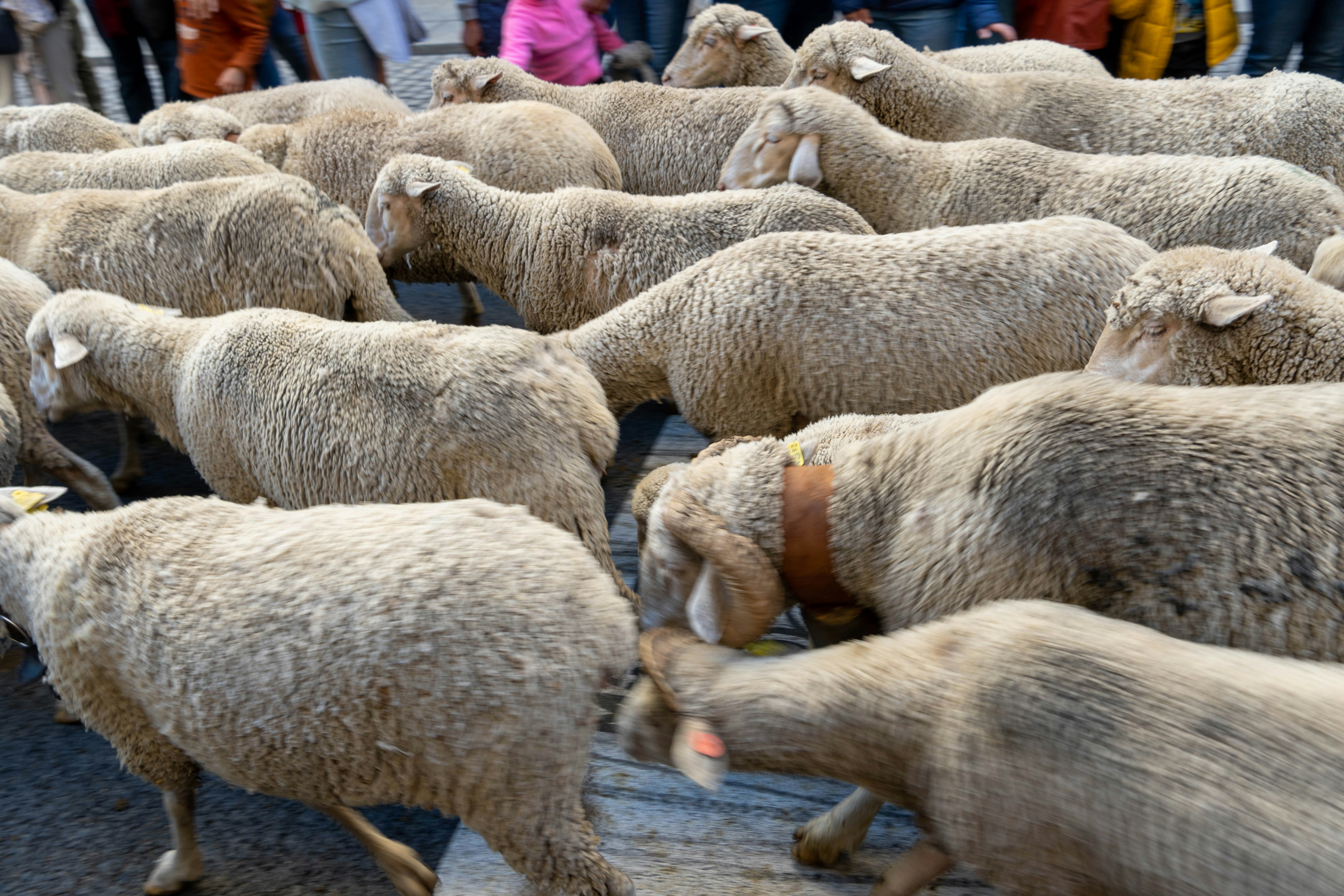 A bustling flock of sheep moves through a lively street, surrounded by onlookers in vibrant clothing. The scene captures the essence of rural life and community interaction.