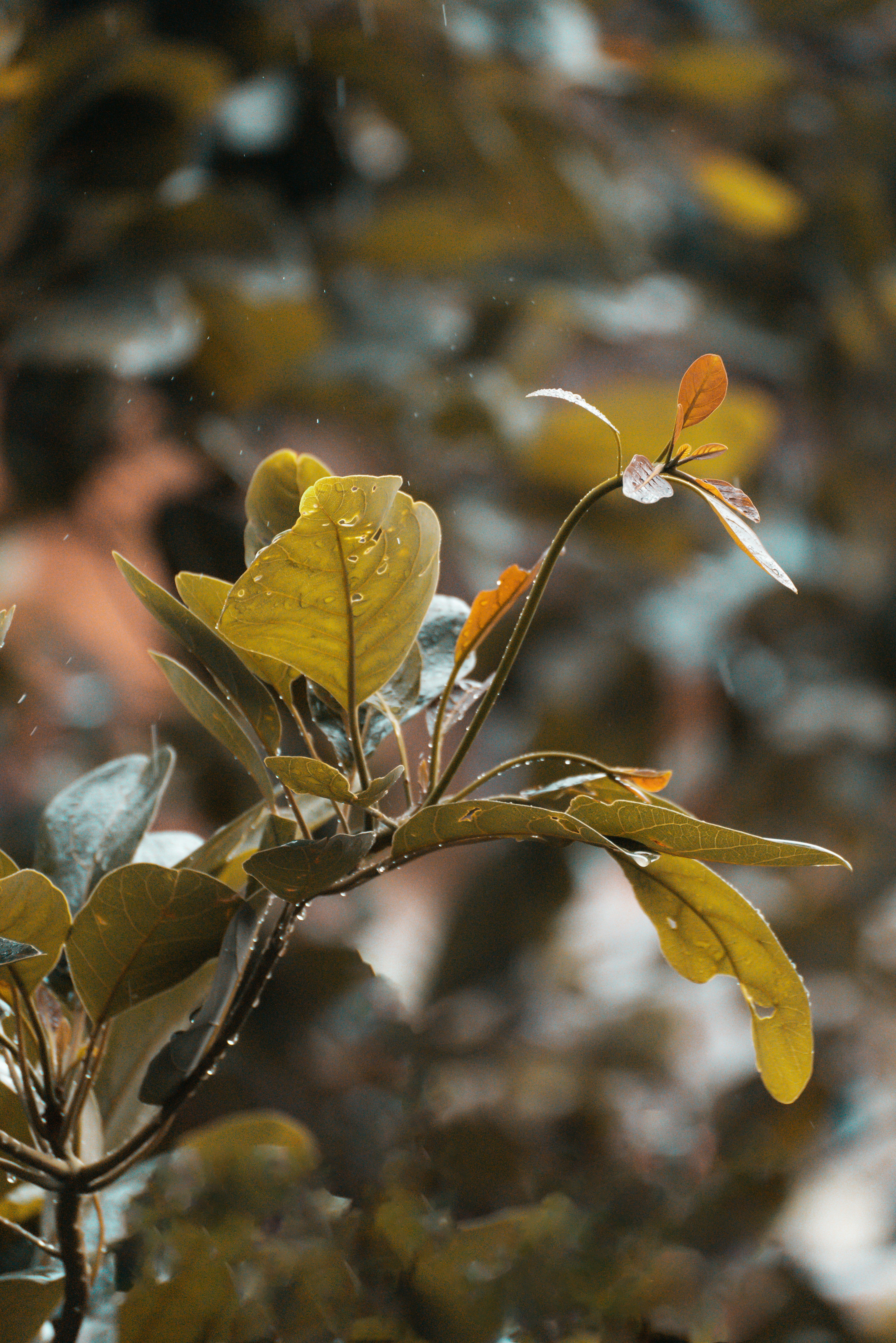 Dew-Kissed Leaves in Autumn's Quiet Focus