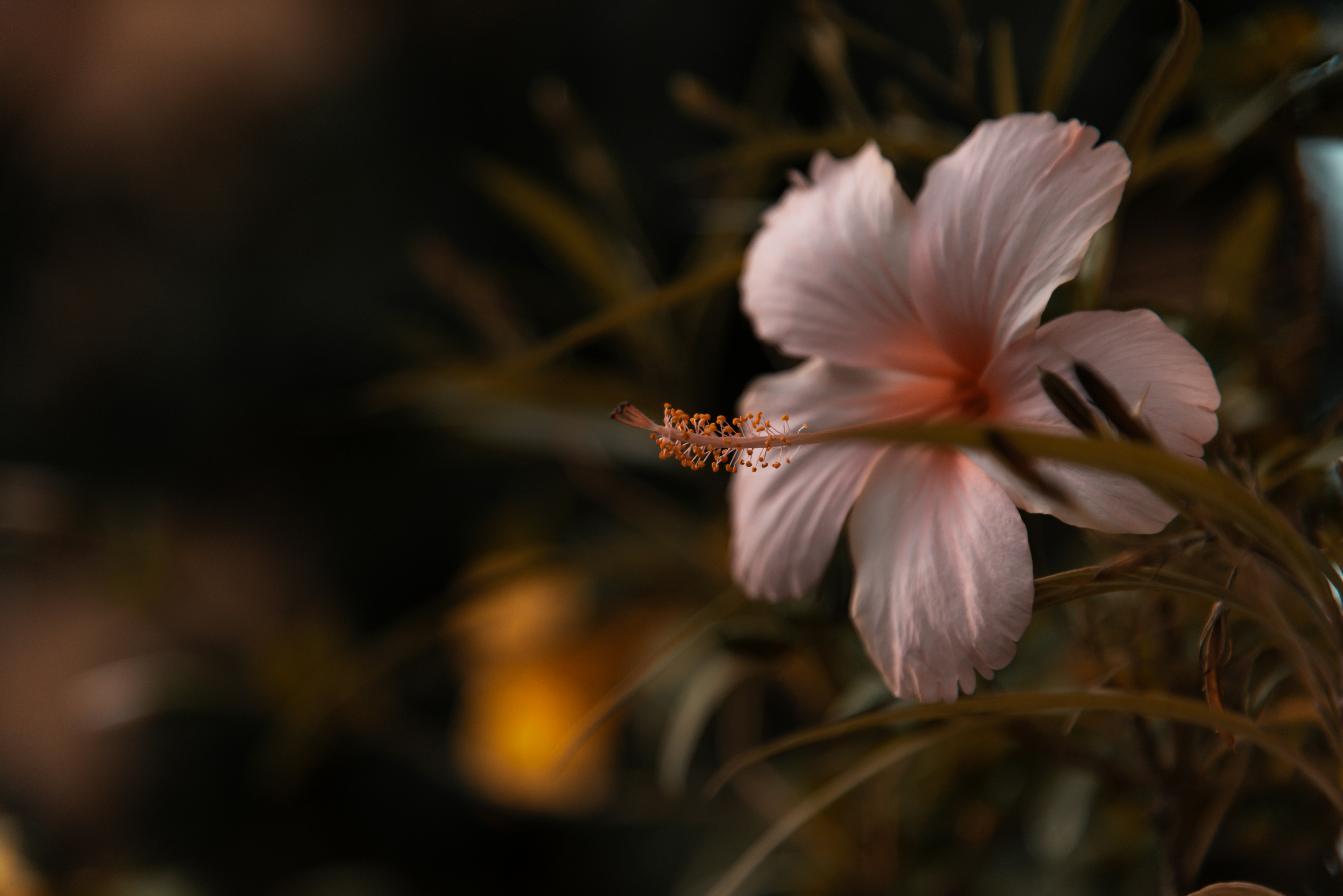 Stamen in Velvet Light: A Pink Hibiscus Amid a Warm, Twilight Backdrop