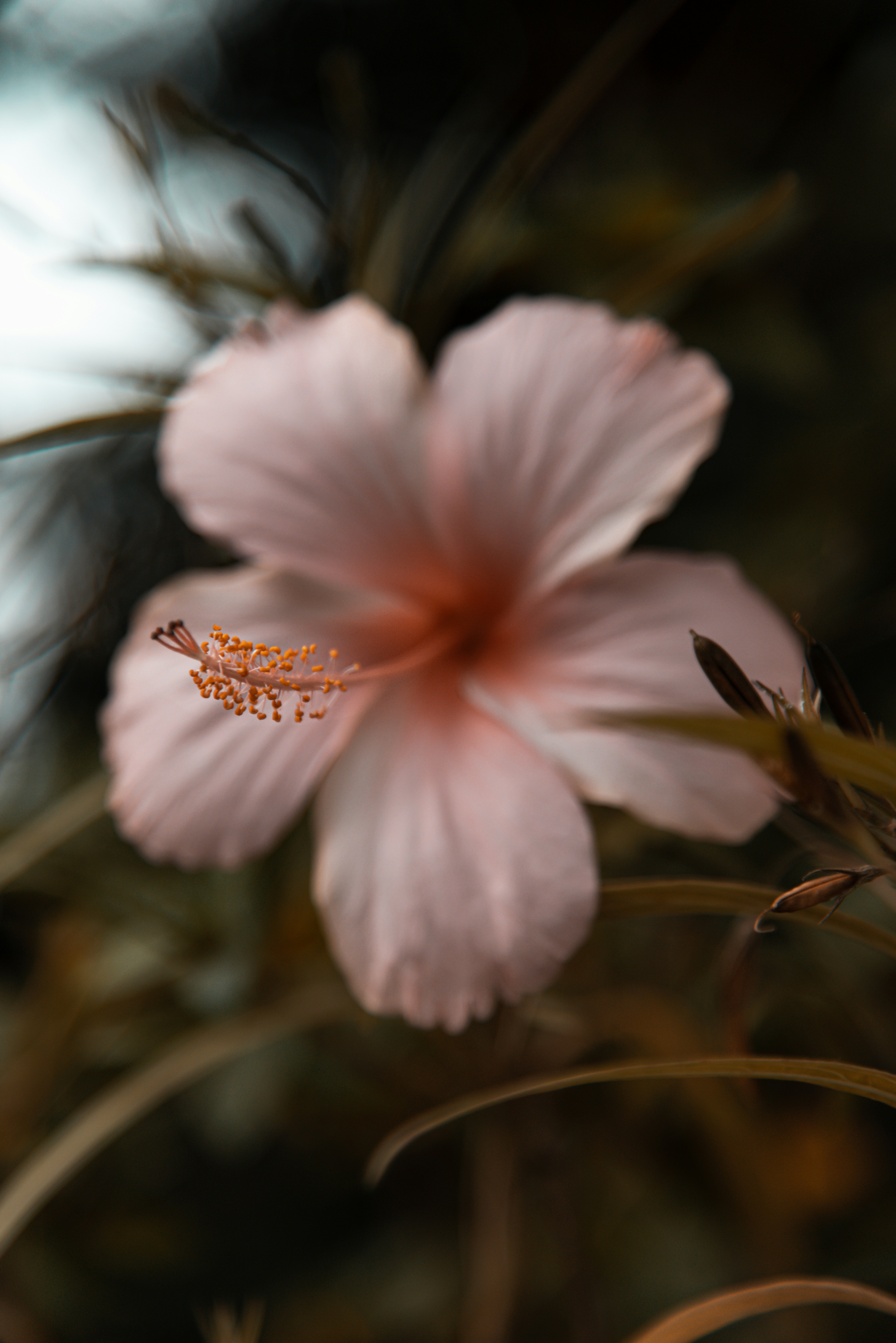 Soft-pink hibiscus in a blur of twilight greens