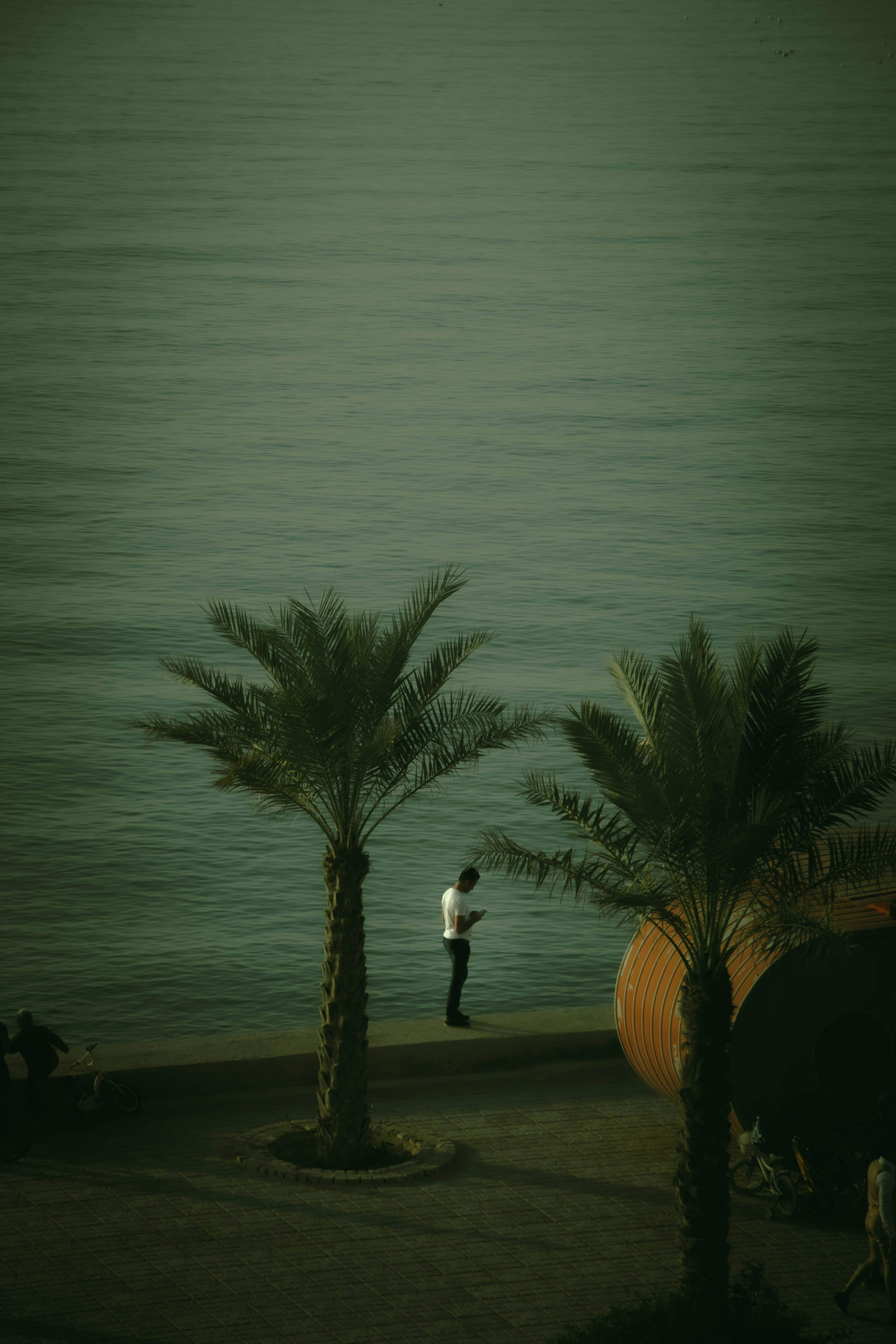 Texting by the Palm-Lined Sea Wall