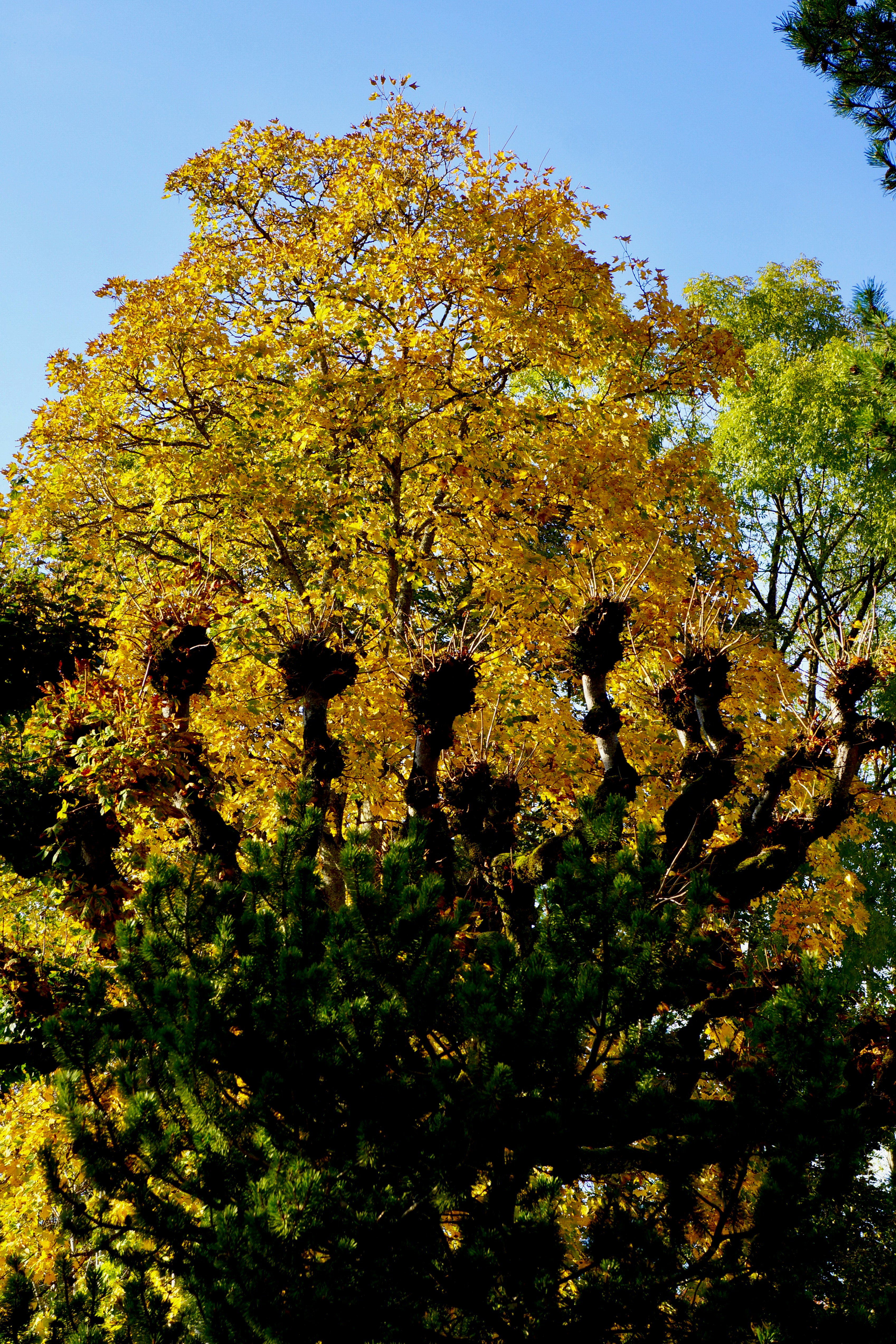 Amber Crown of Autumn: Sunlit Foliage Against a Cerulean Sky