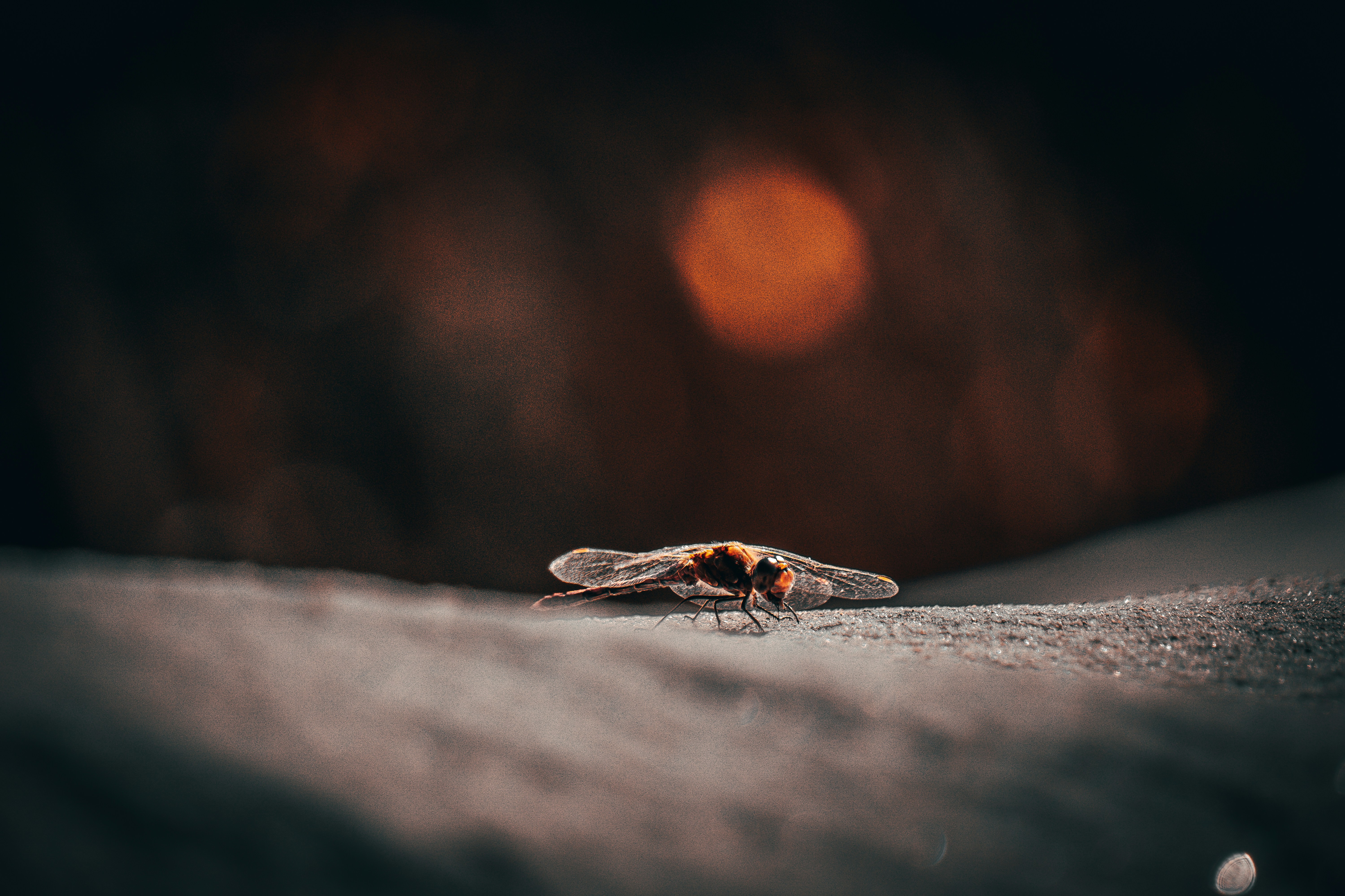 a close up of a fly on a surface