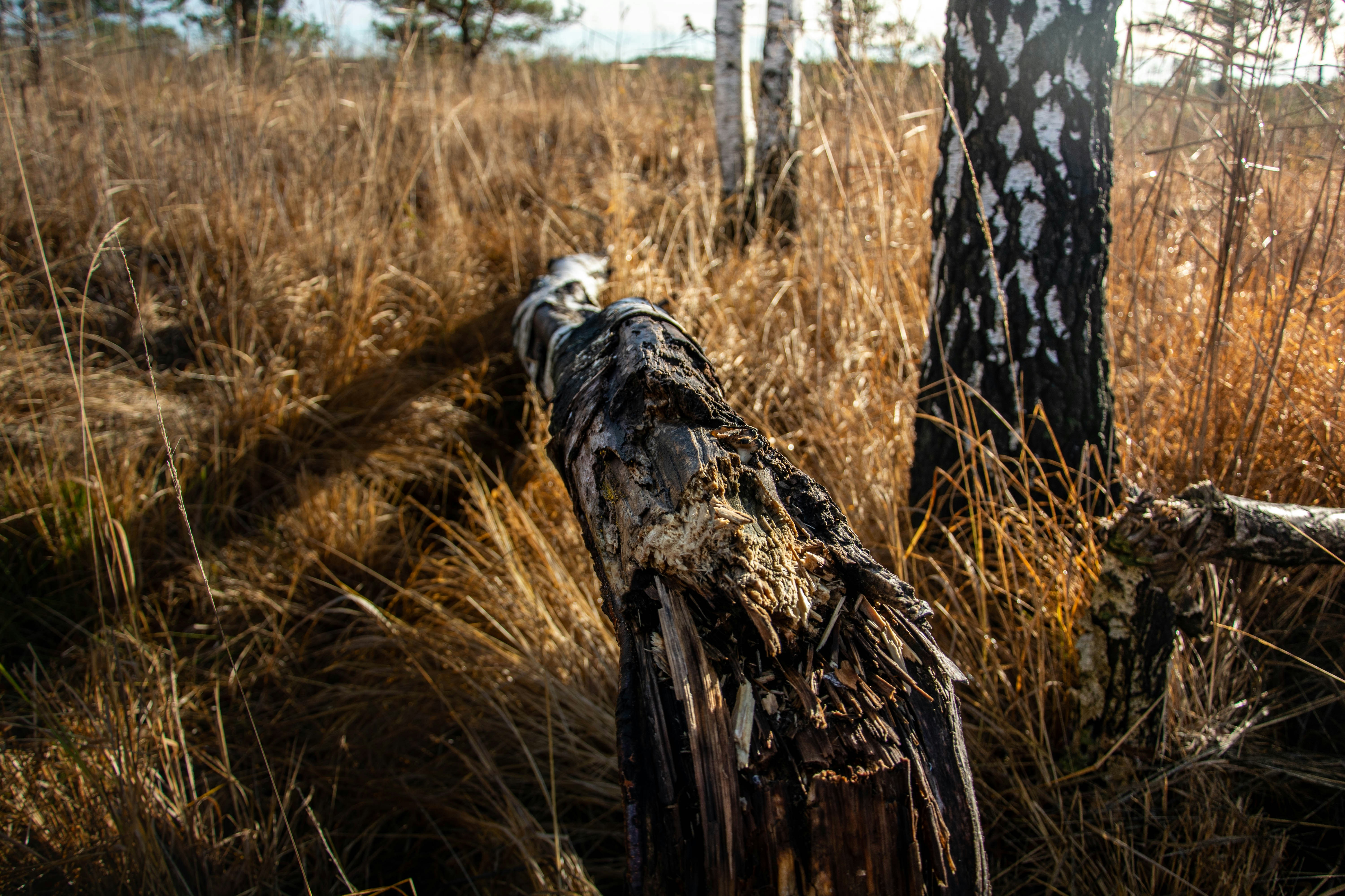 A tree that has fallen in a field photo – Free Lithuania Image on Unsplash