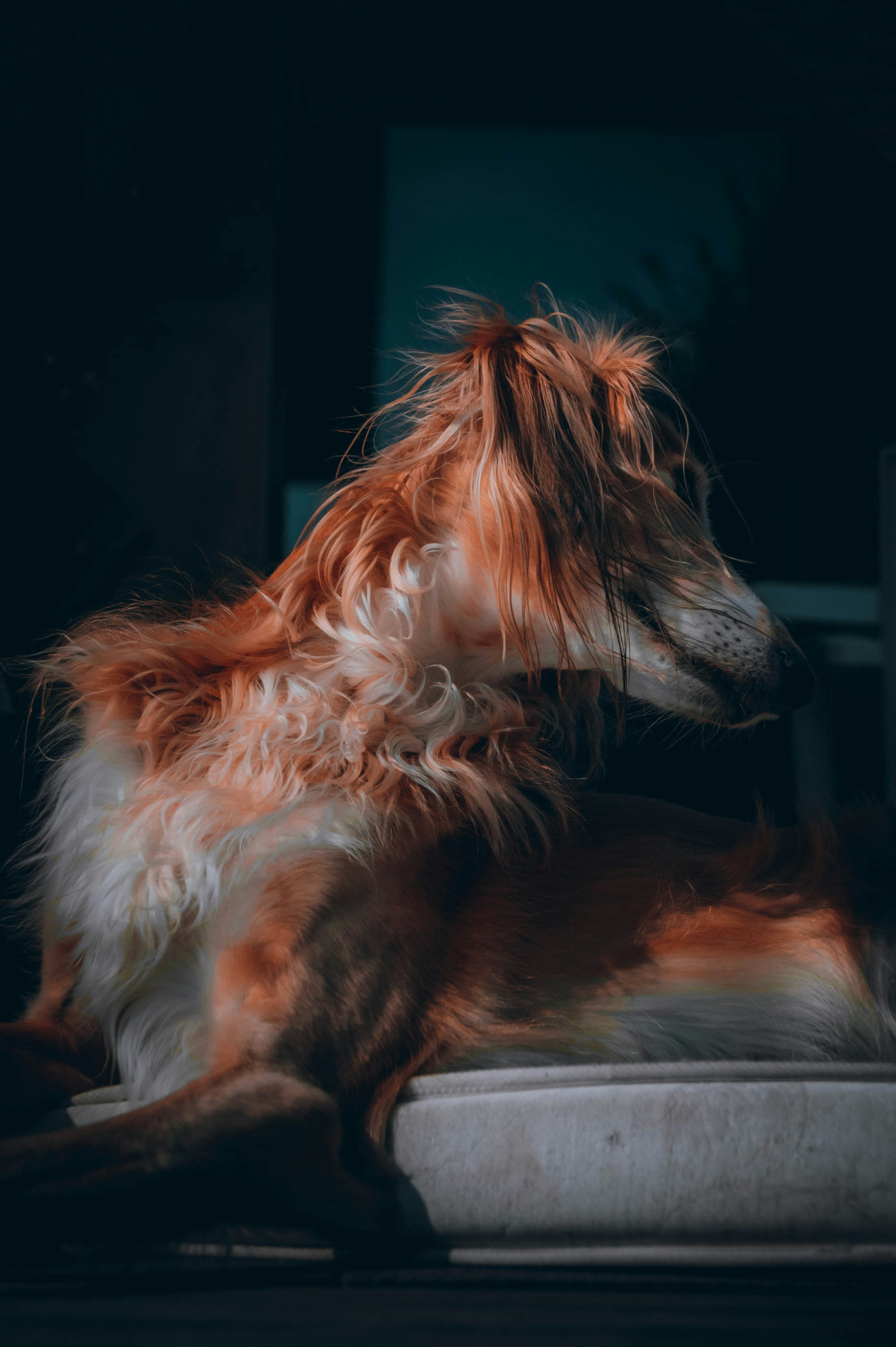 Dog Image Pictures | Download Free Images on Unsplash