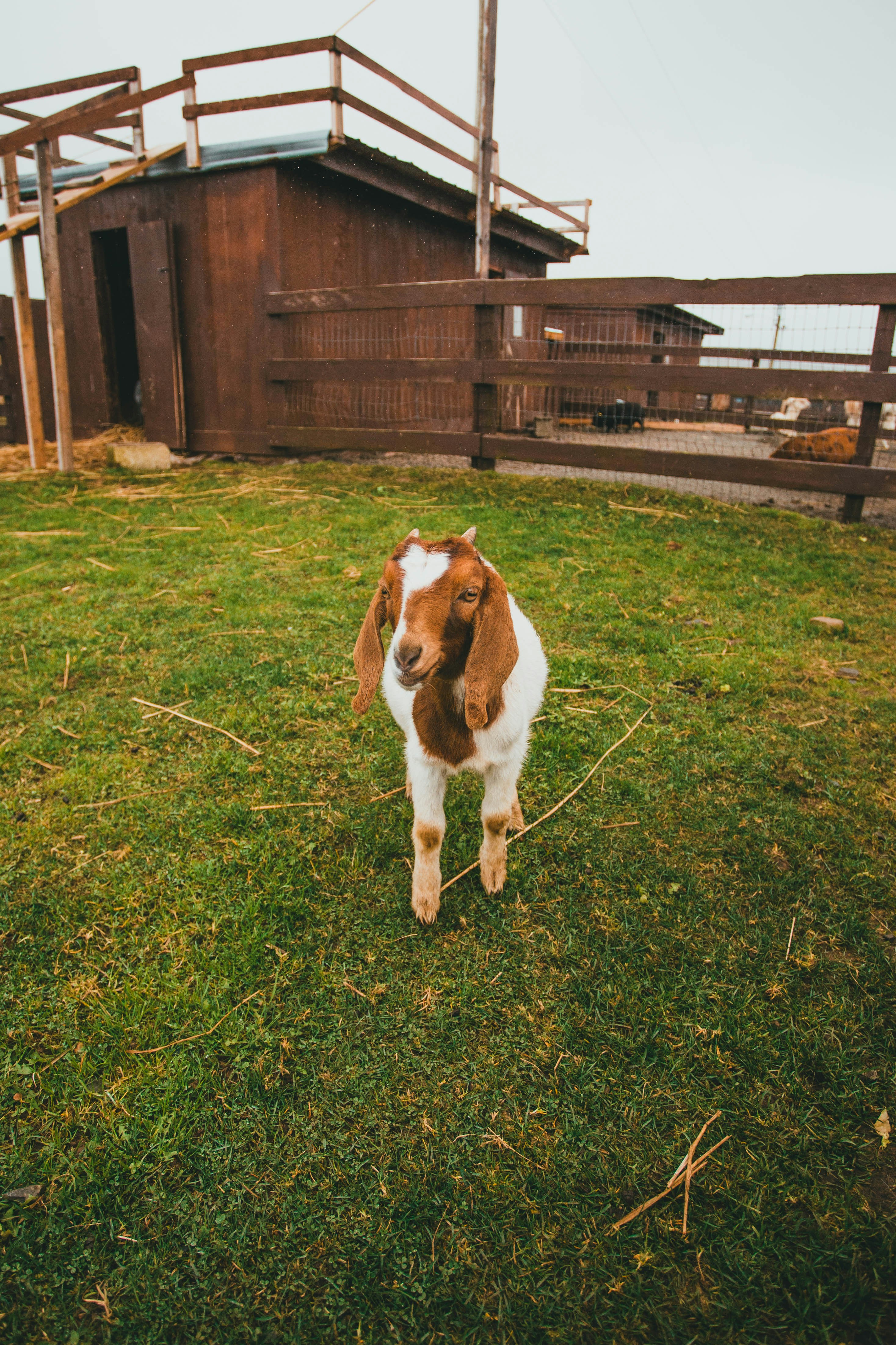 Curious Kid Goat in a Weathered Paddock