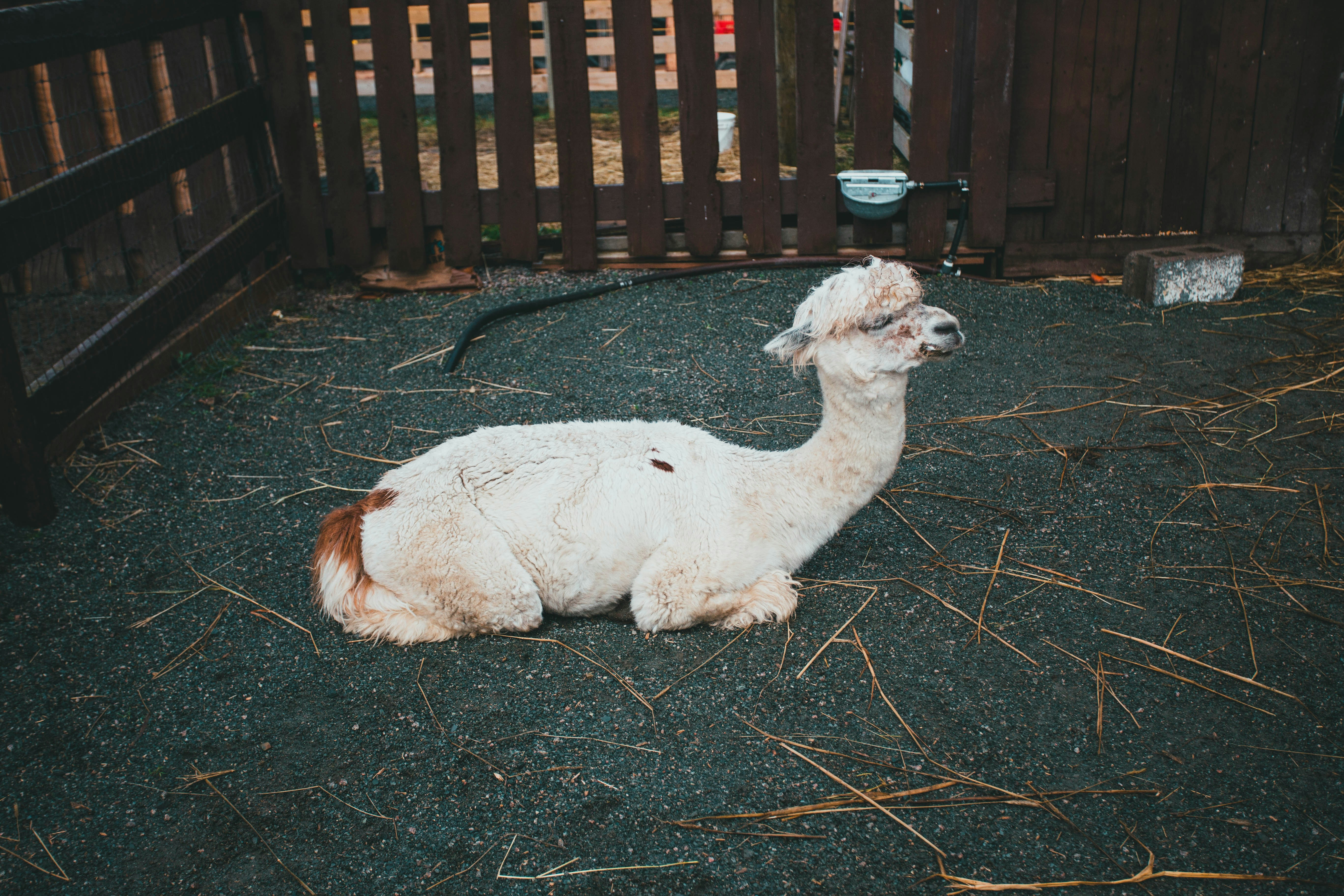 Lying Alpaca in a Quiet Farm Yard