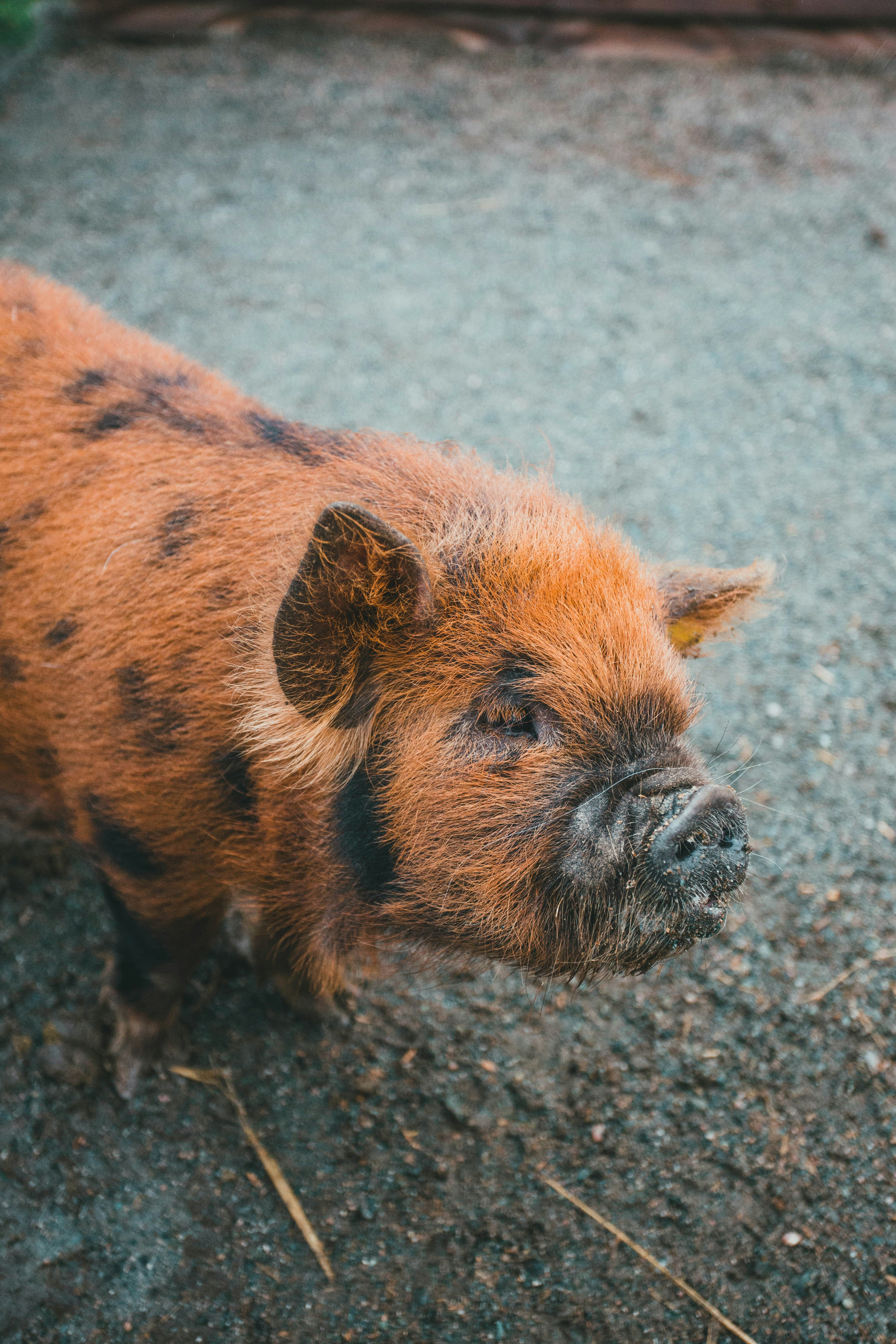 Rust and Mud: A Ground-Level Glimpse of a Pet Pig