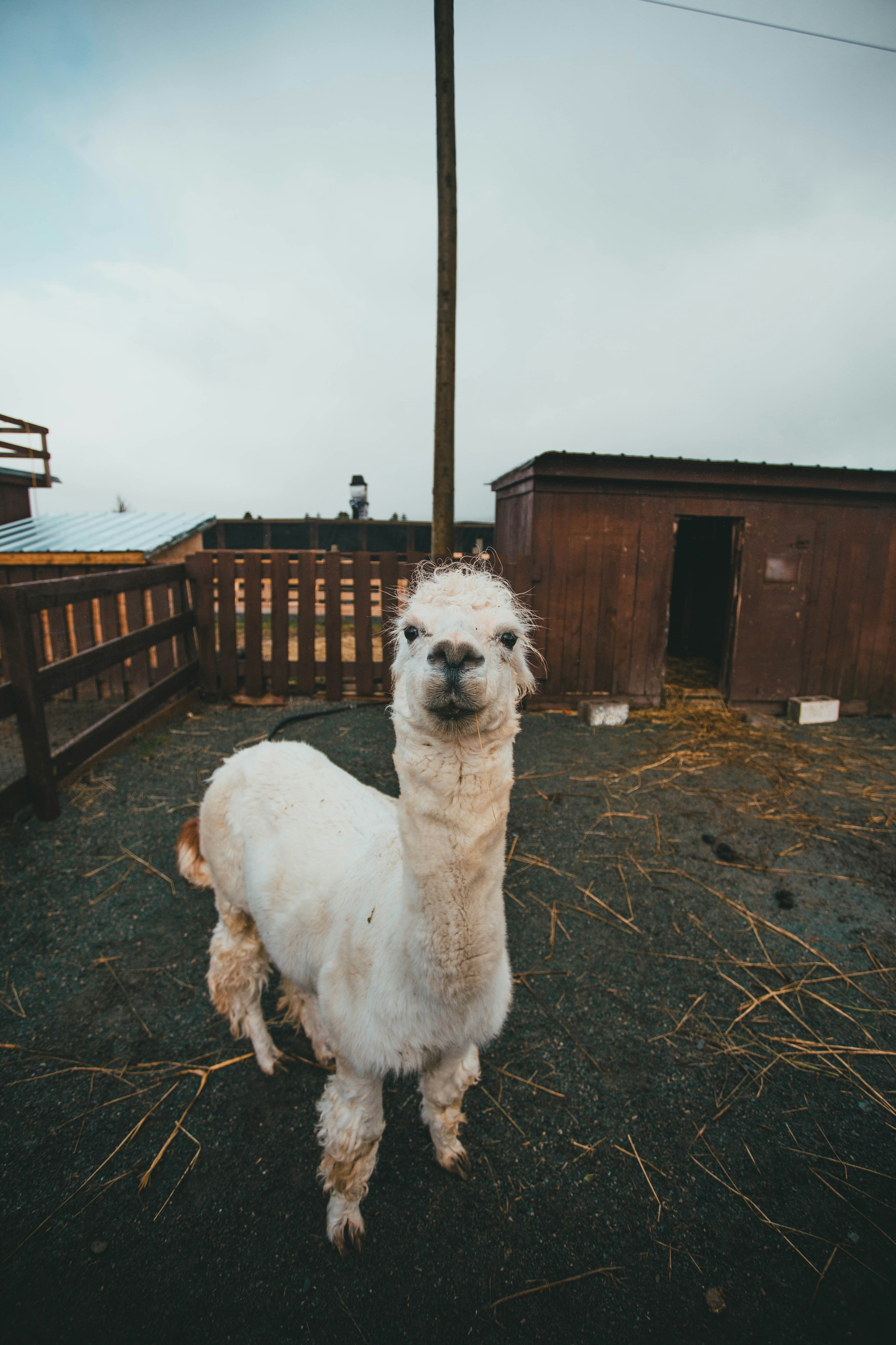 a white llama standing in a fenced in area