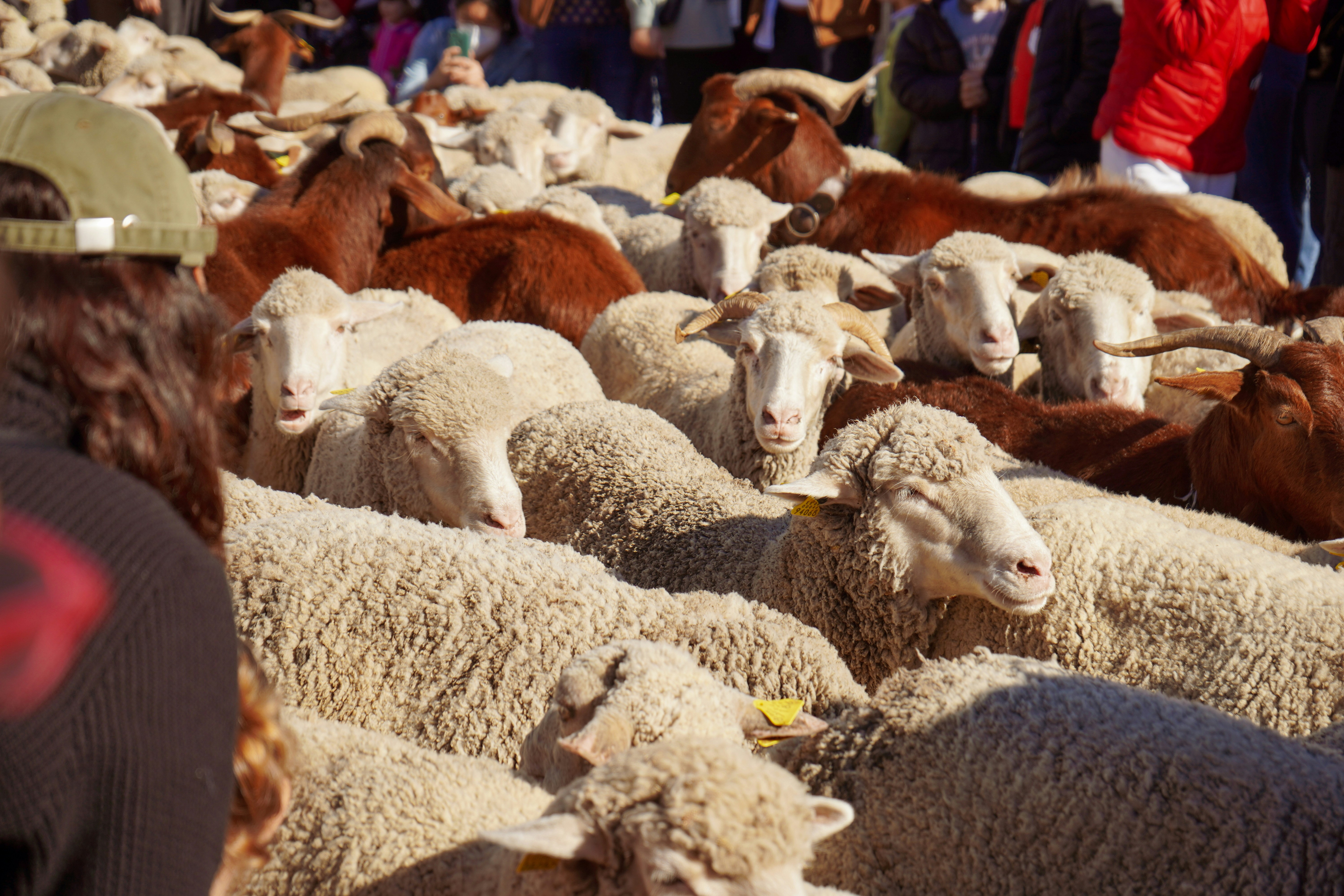 Stand Out In A Crowd Sheep
