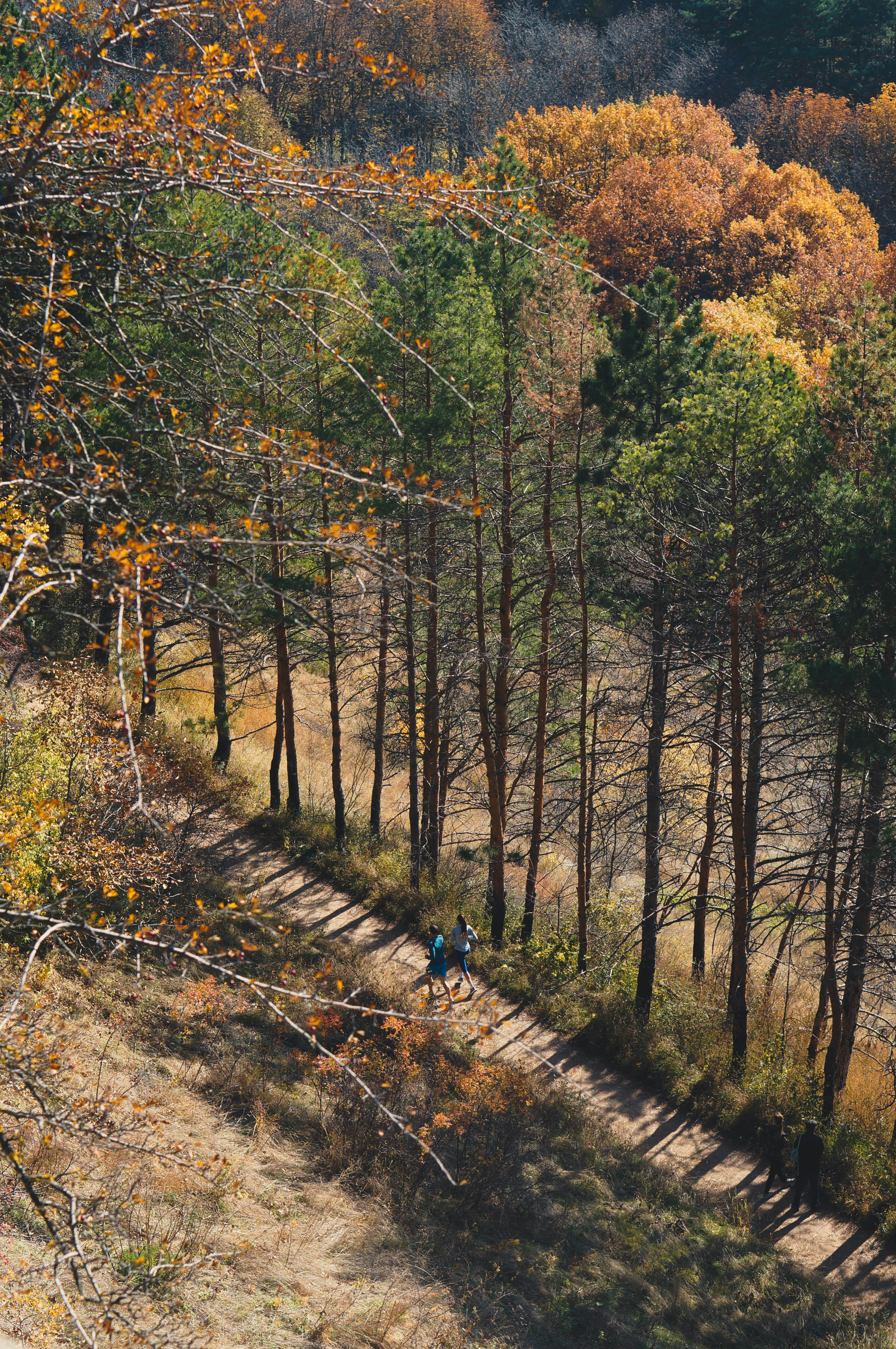 Two hikers navigate a winding path surrounded by vibrant autumn foliage and tall pines. The scene captures the essence of a serene nature escape.