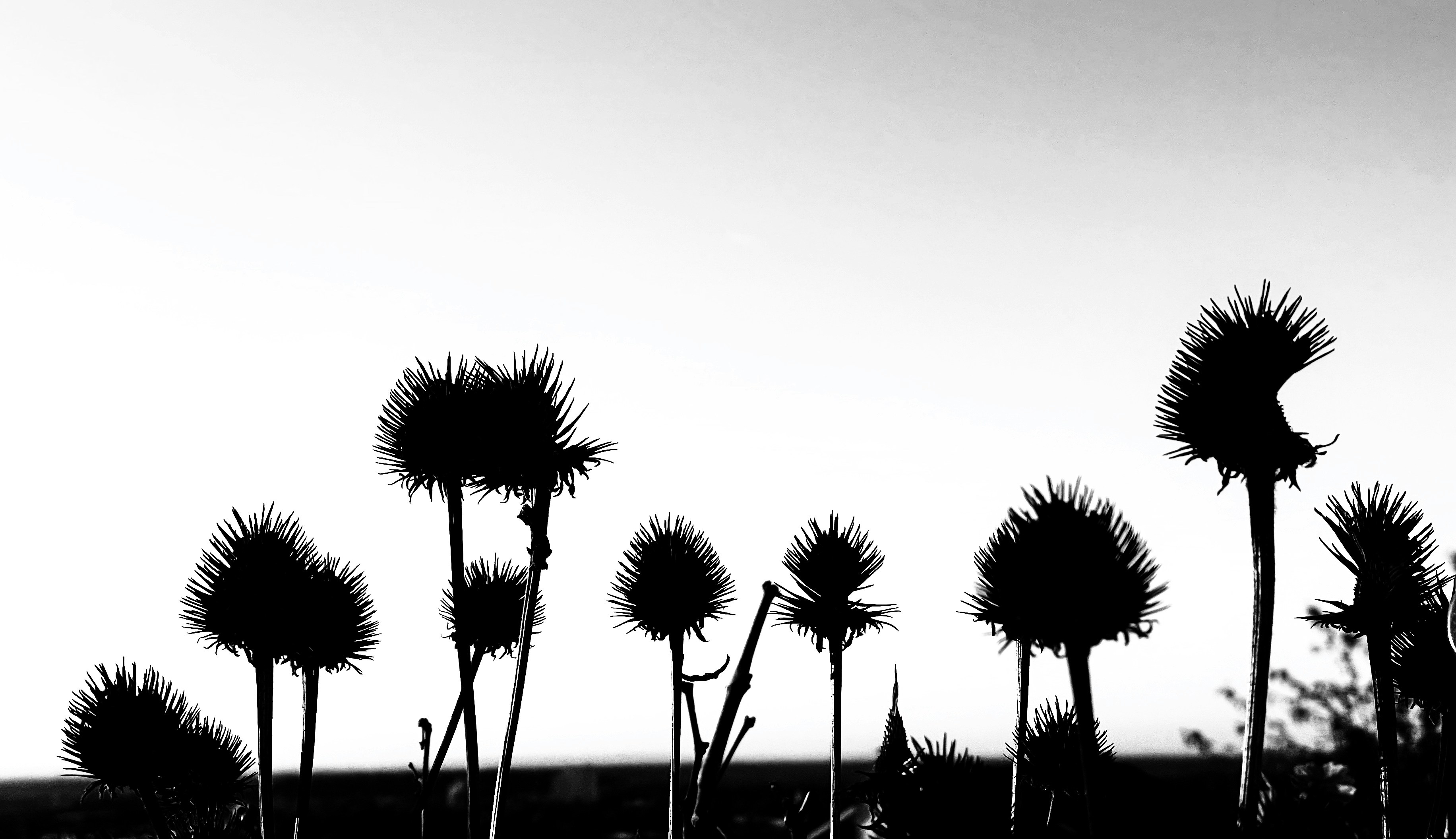 Silhouette of thistle plants standing tall against a stark horizon, emphasizing their spiky forms in monochrome.