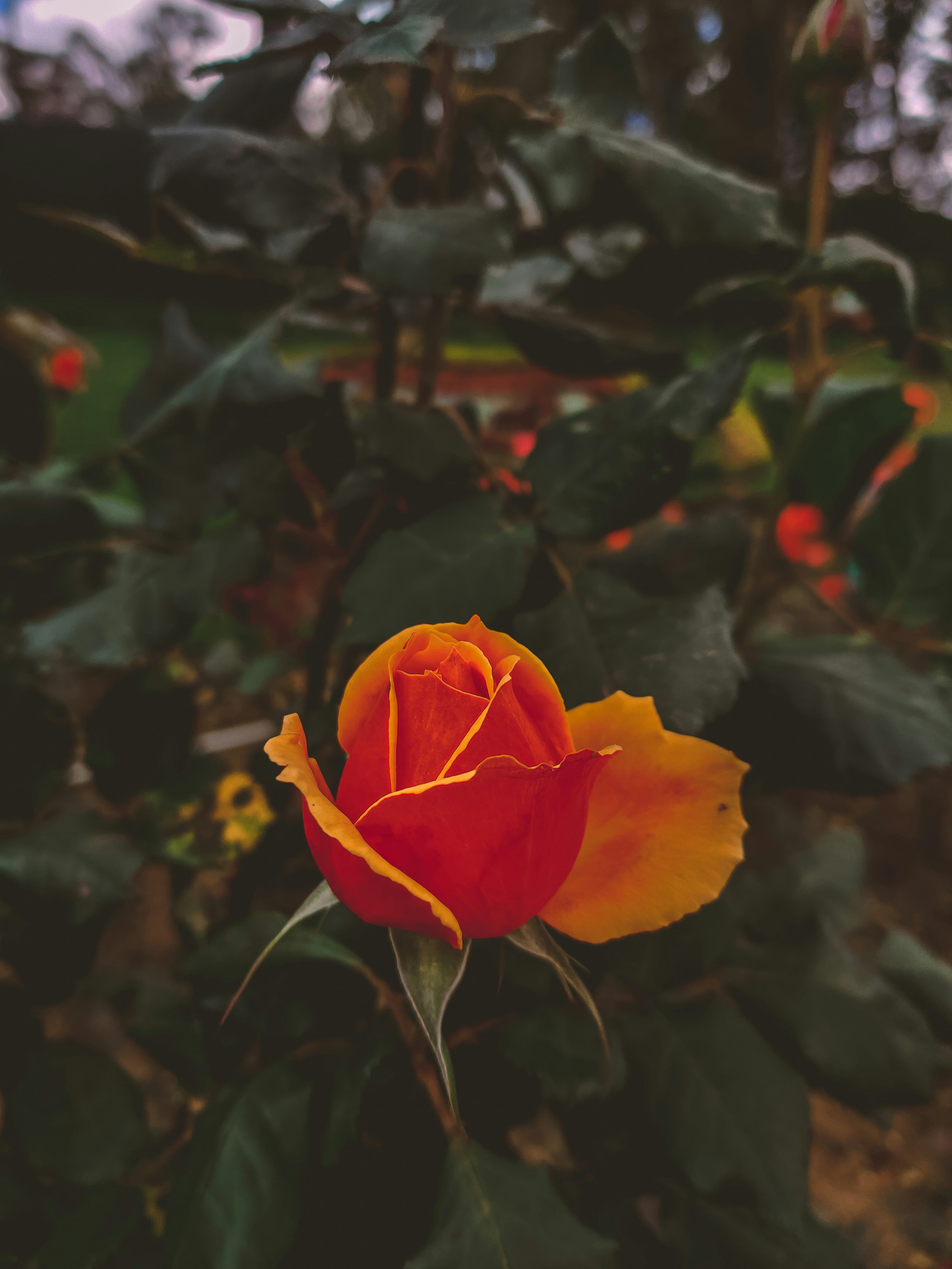 A yellow and red rose in a garden photo – Free Rose Image on Unsplash