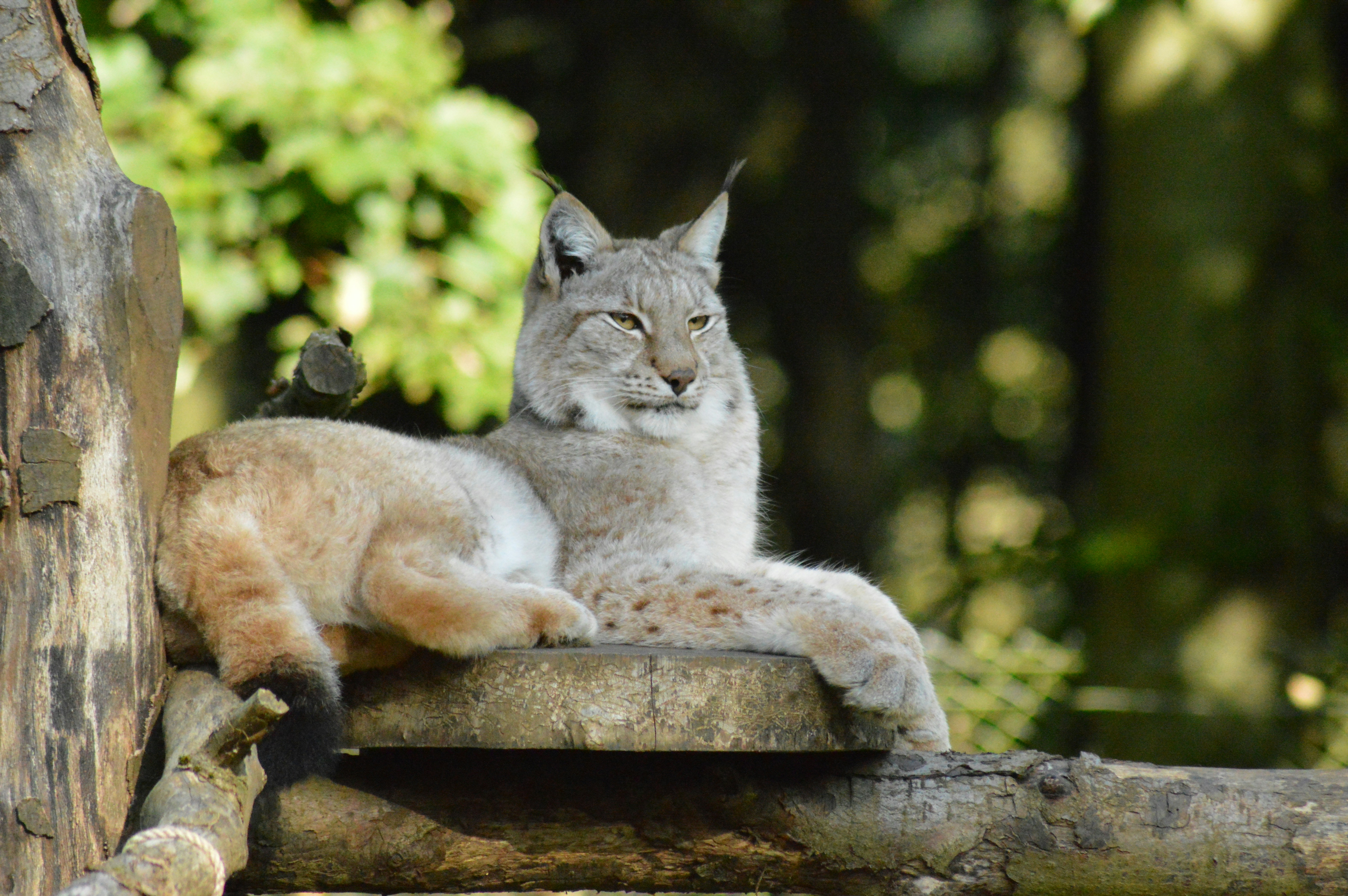 Eurasian lynx lounging on a wooden platform, surrounded by dappled sunlight filtering through foliage.