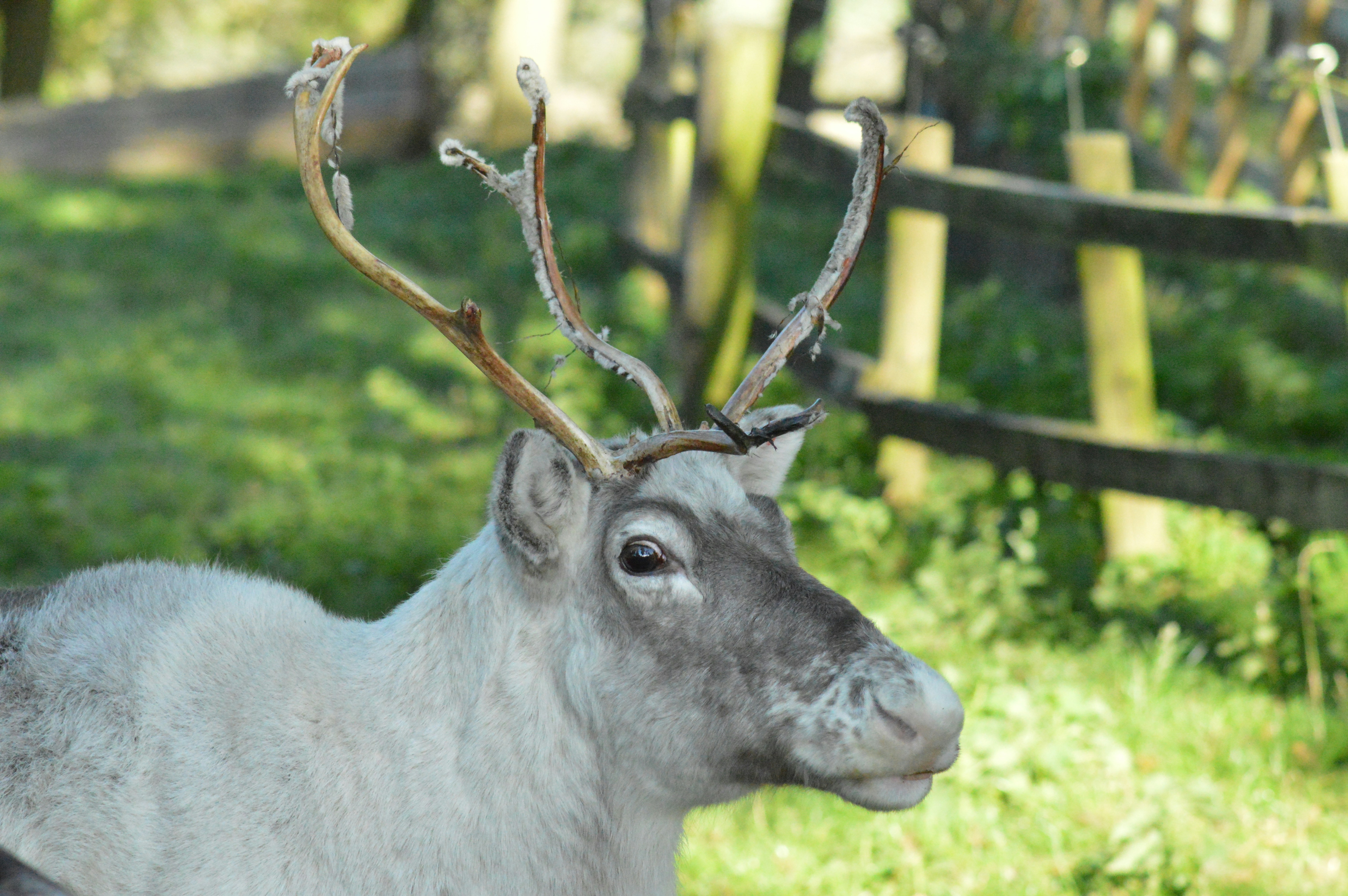 Velvet Antlers in Sunlit Meadow: A Quiet Gaze