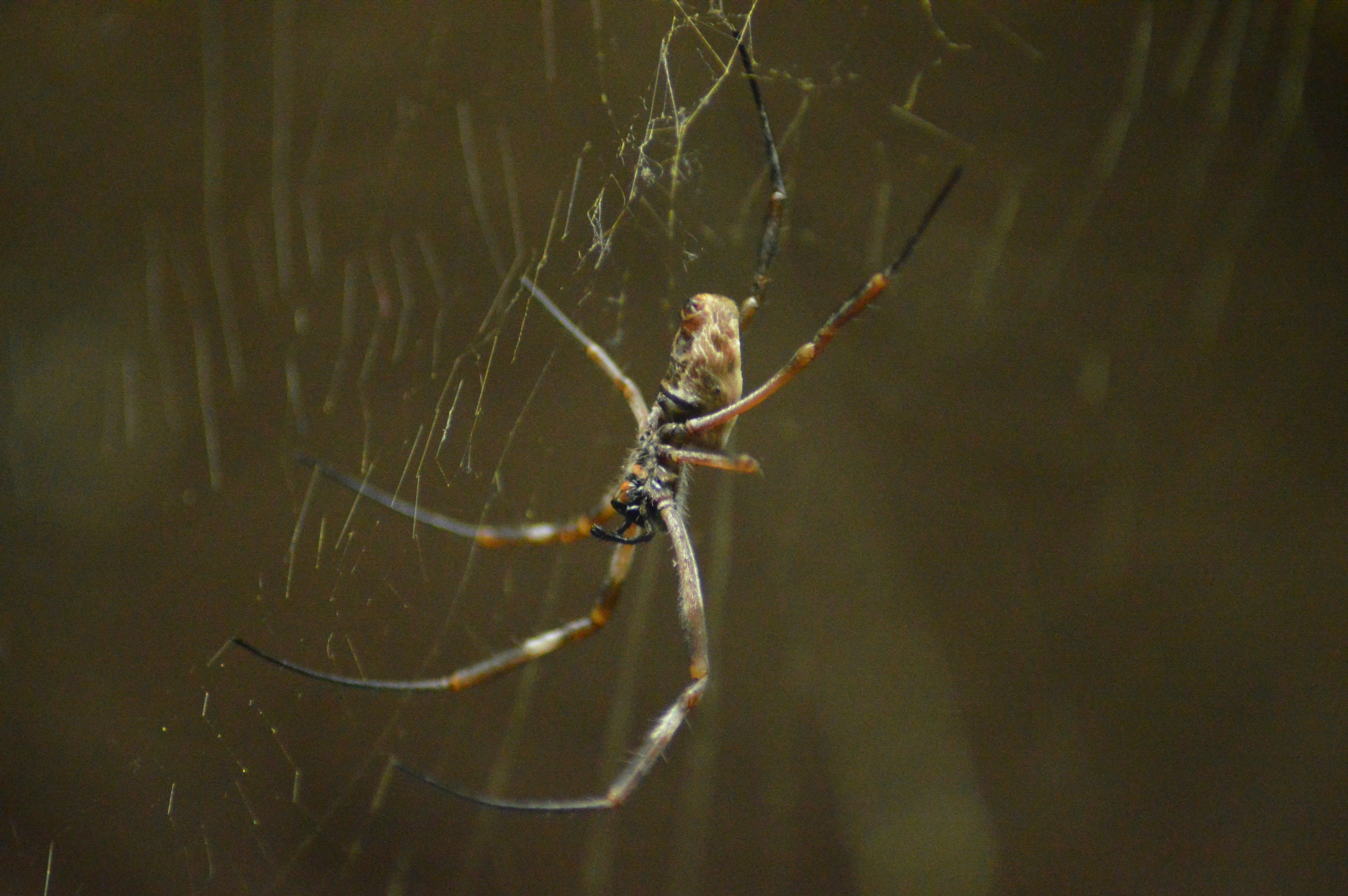 Nephila pilipes (Giant Golden Orb Weaver Spider)
