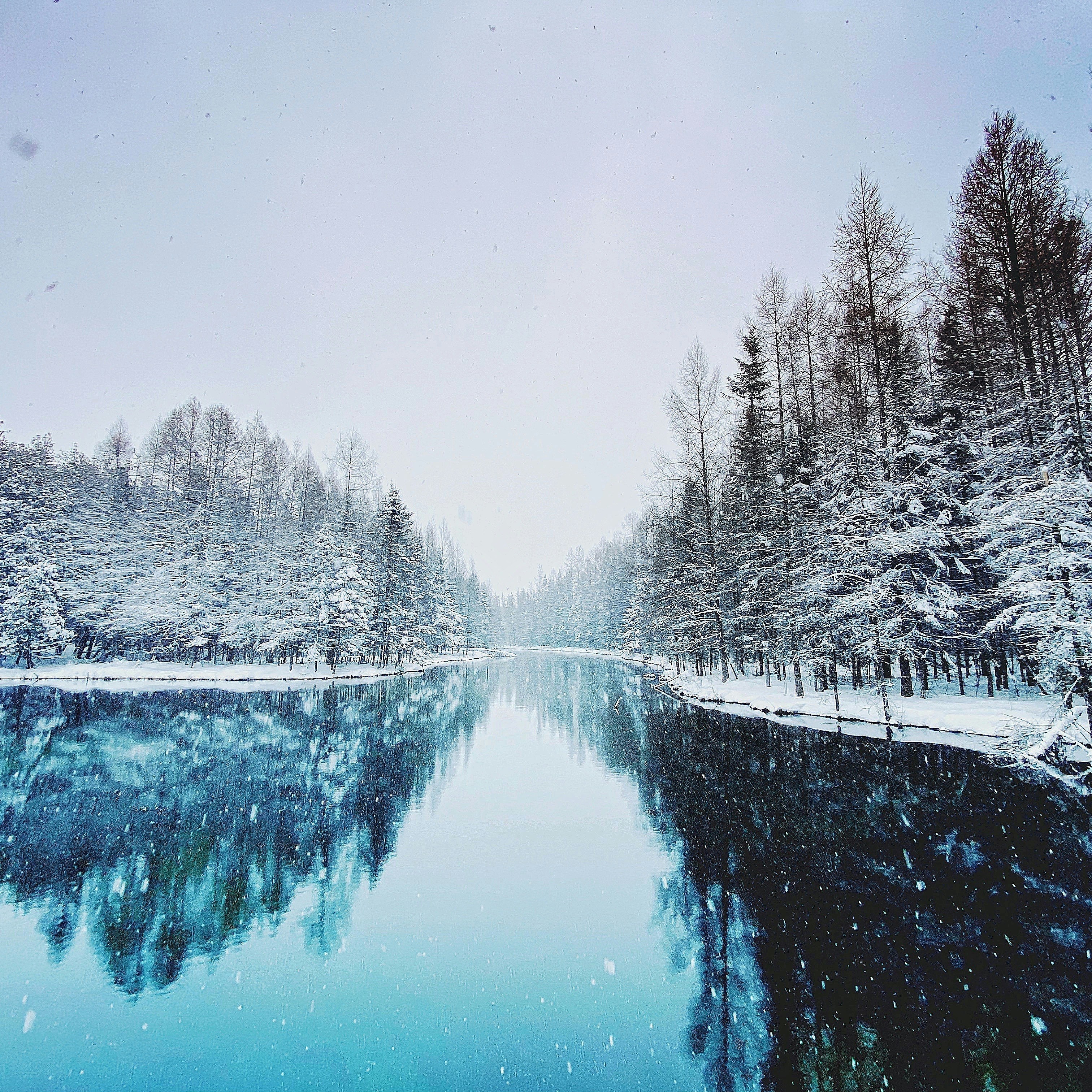 A river surrounded by trees covered in snow photo – Free Winter Image ...