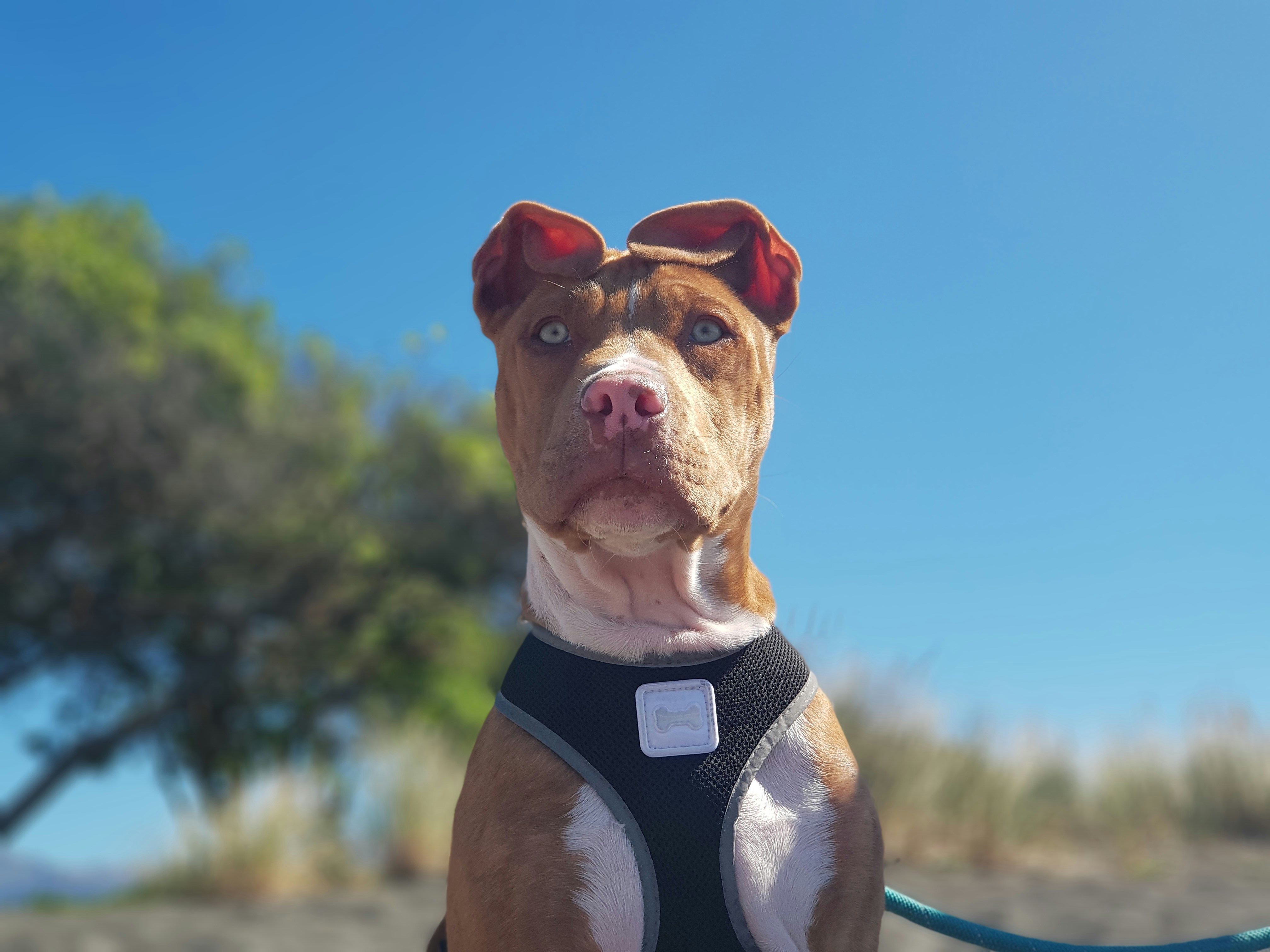 Sunlit Gaze: A Pup in Crisp Focus Beneath a Vivid Sky