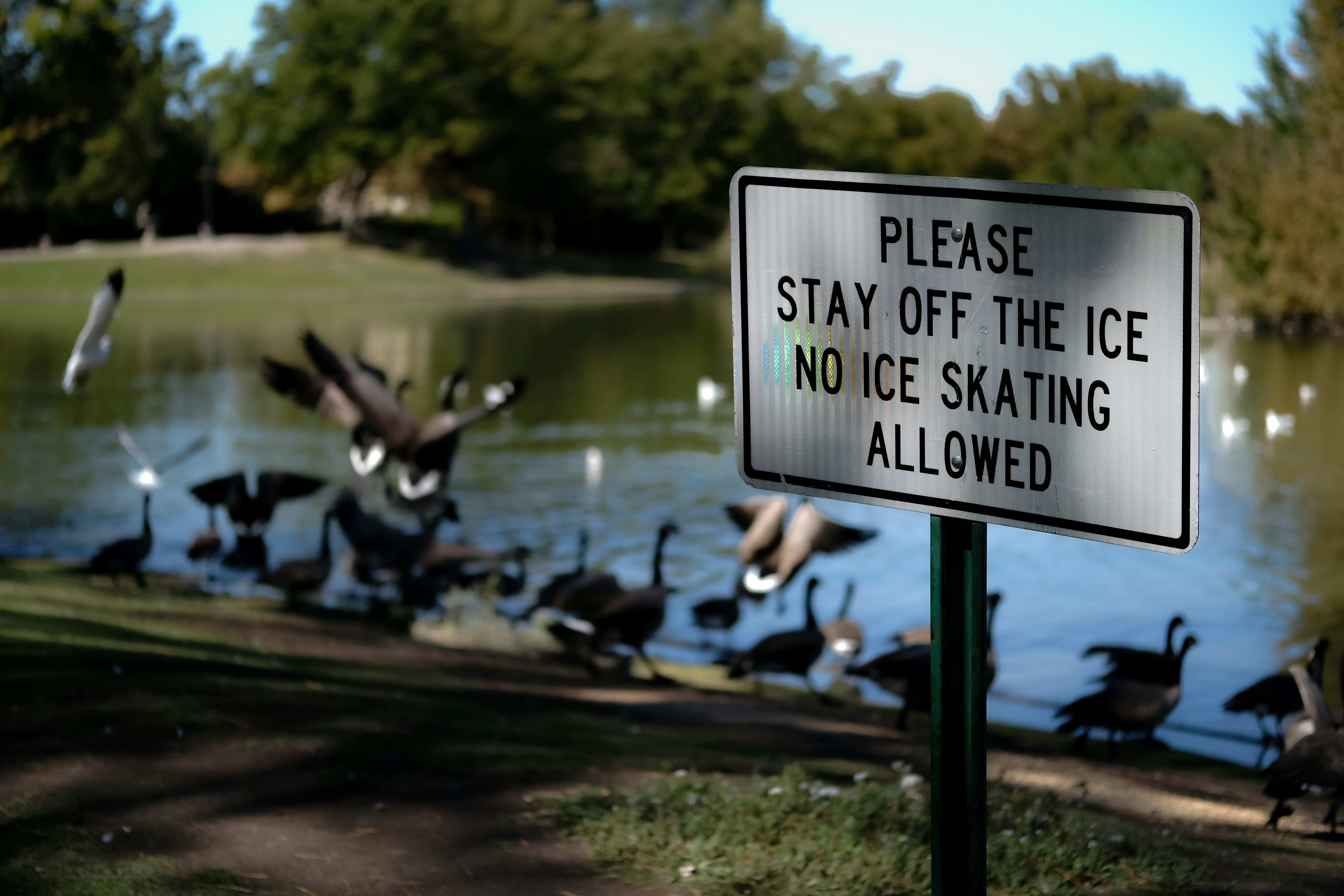 Sign reading "Please stay off the ice / No ice skating allowed" in front of geese and gulls at a summery pond