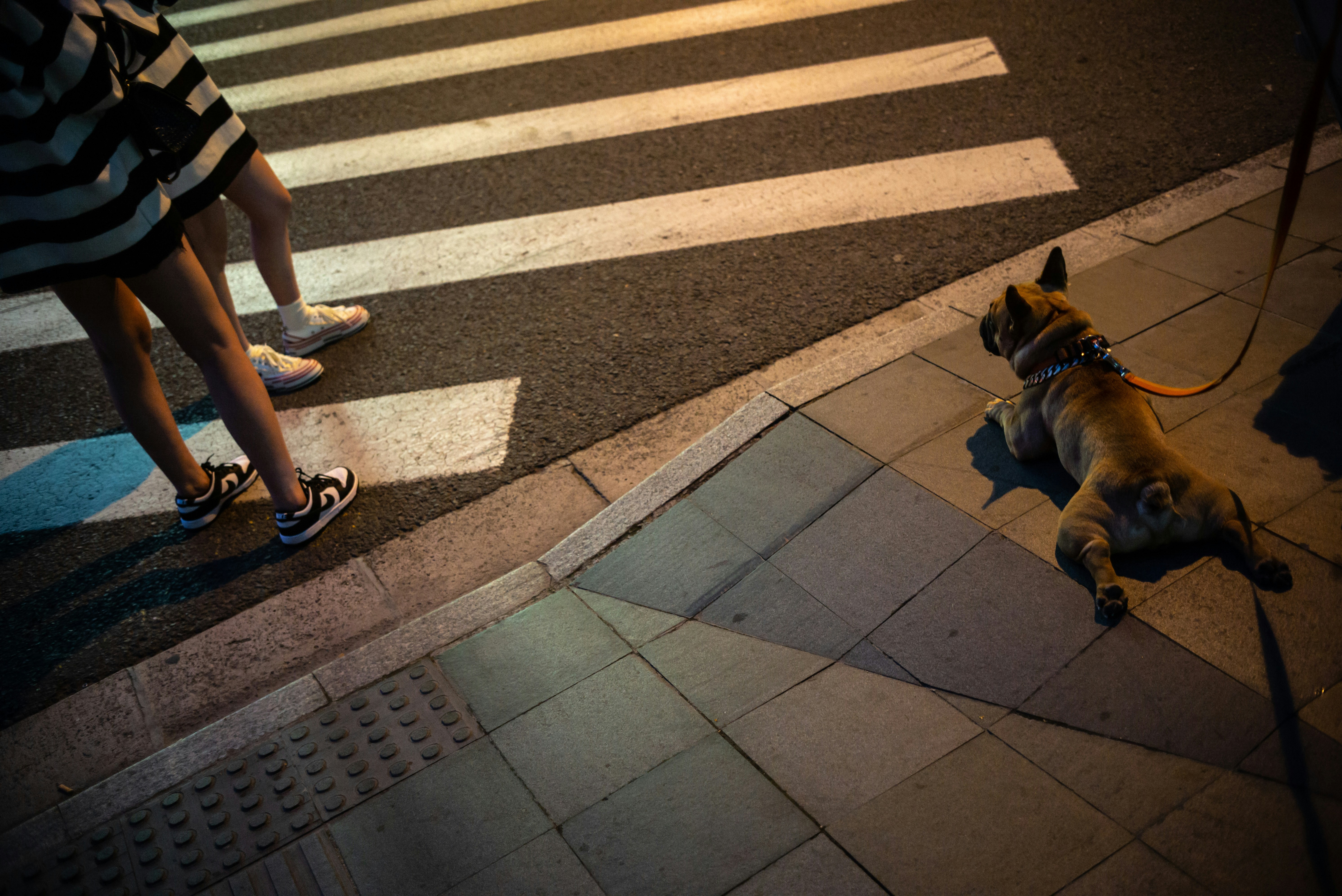 Curbside Calm: A Dog at the Edge of the Crosswalk