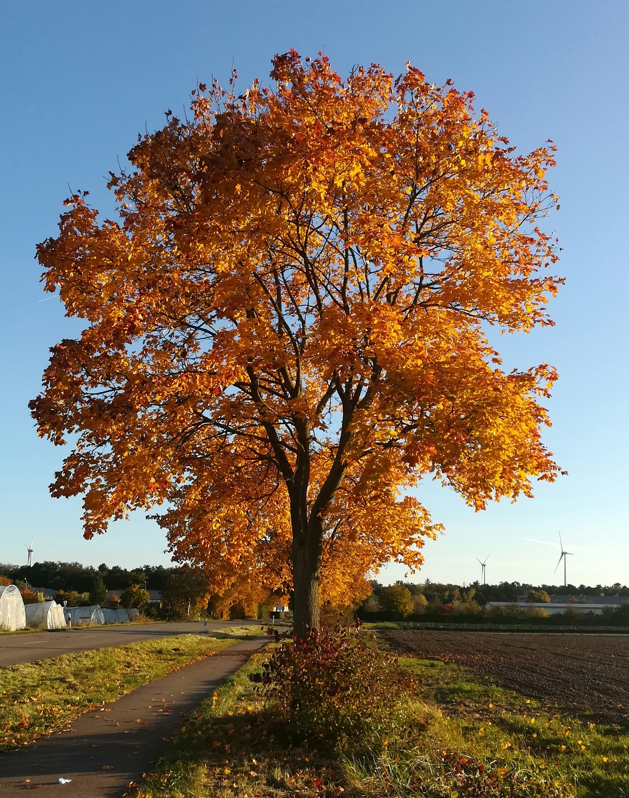 Vibrant orange leaves adorn a tall tree along a peaceful pathway, illuminated by the warm glow of afternoon sunlight.