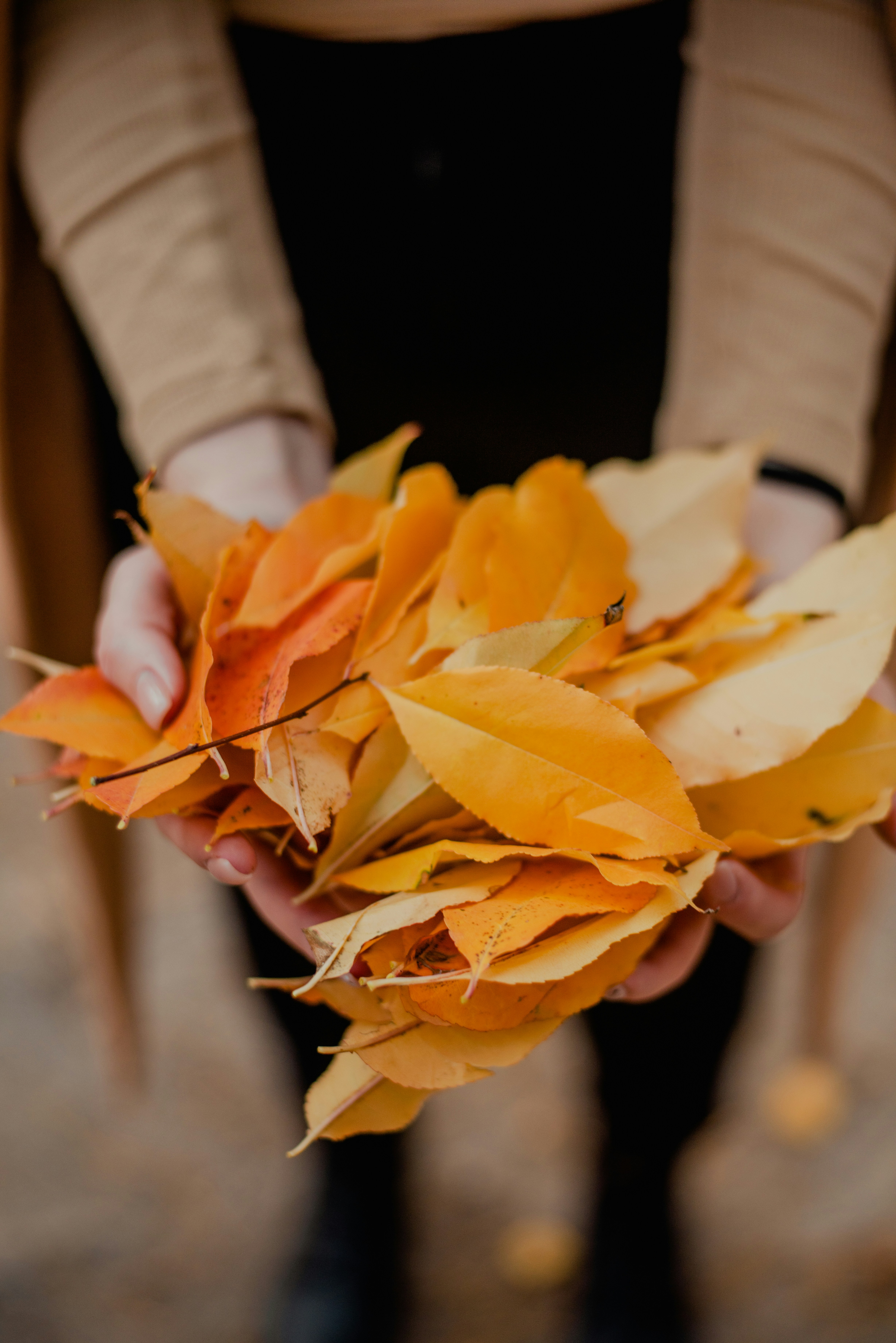 a person holding a bunch of leaves in their hands
