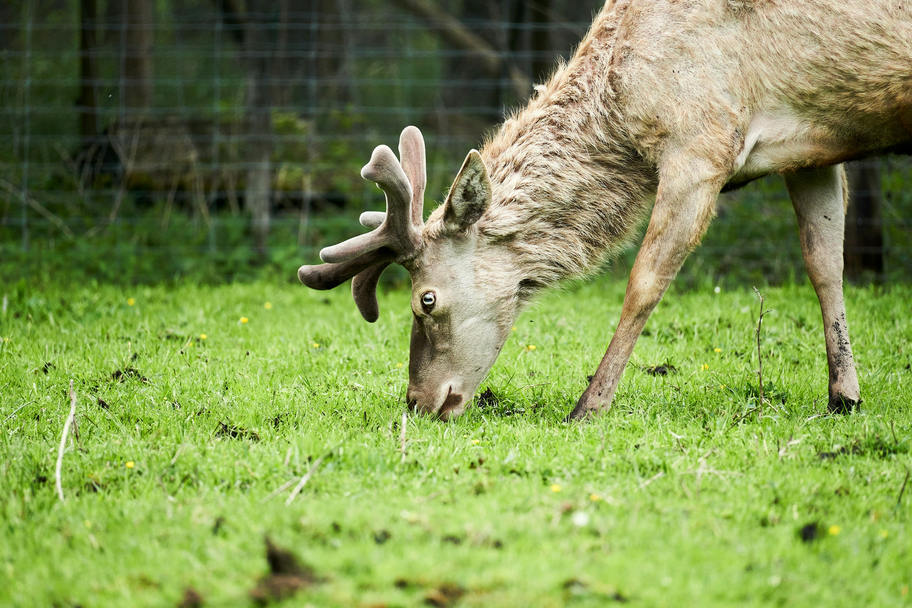 White Tailed Deer Eating Grass