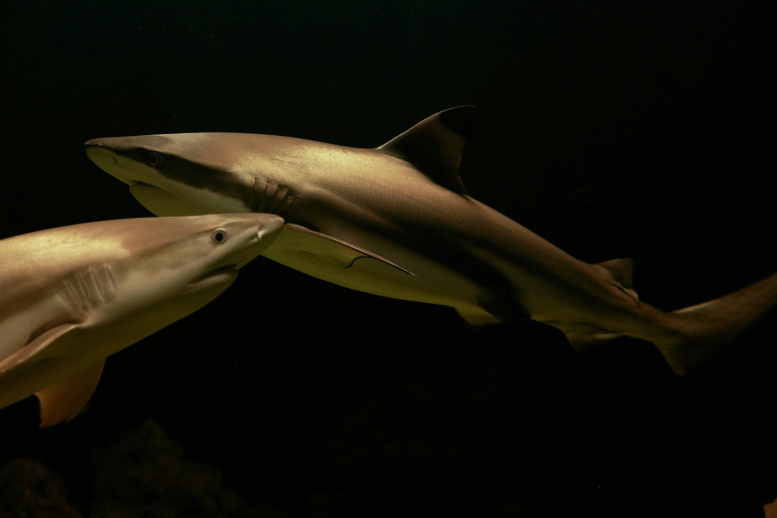 Two sharks swimming side by side in the water photo – Free Sea life ...